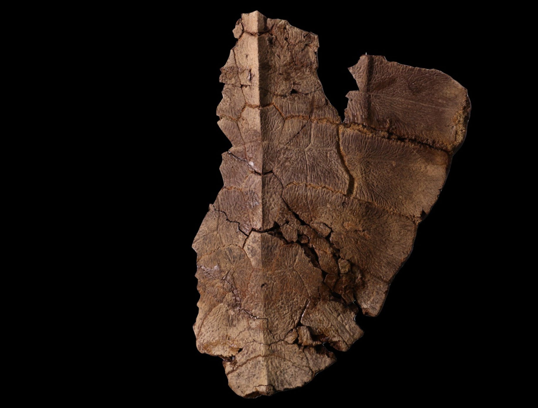 Antiguo caparazón de tortuga revela su secreto: ADN preservado