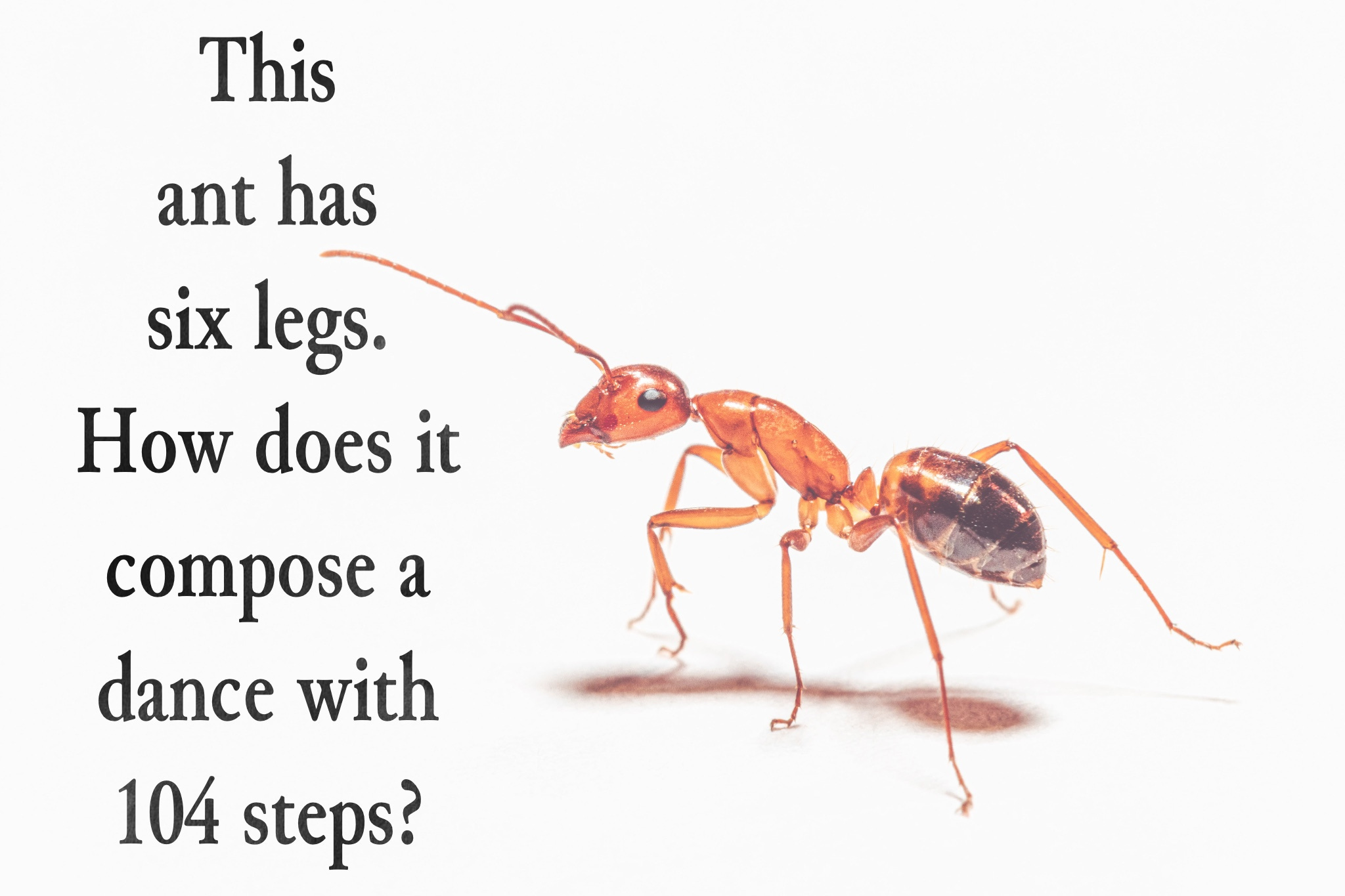 Langton's Ant: a cellular automaton - by Darby Higgs