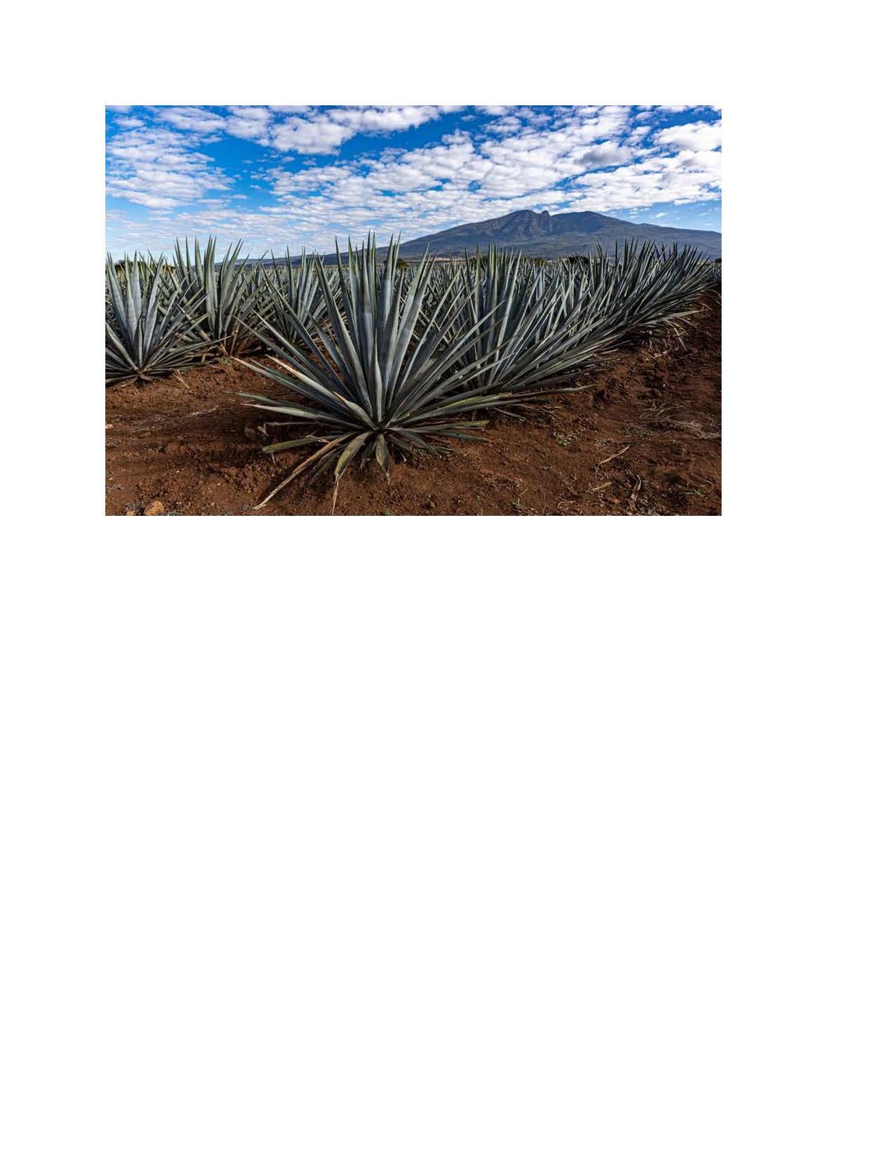 The Quintet of Maguey Spirits (Part IV) - by warren bratter