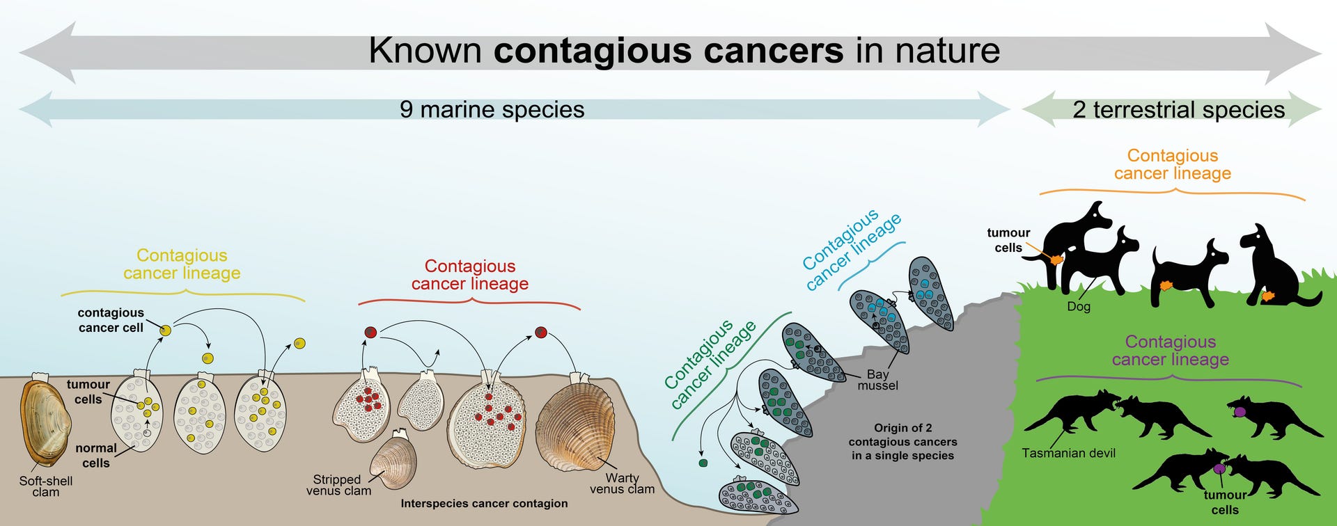 Transmissible Cancer in Bivalves: What We Know About BTN (Devilish ...