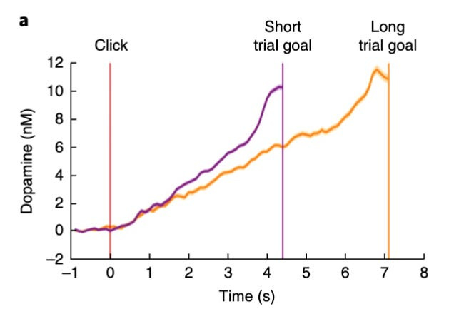 Dopamine: Everything you need to know
