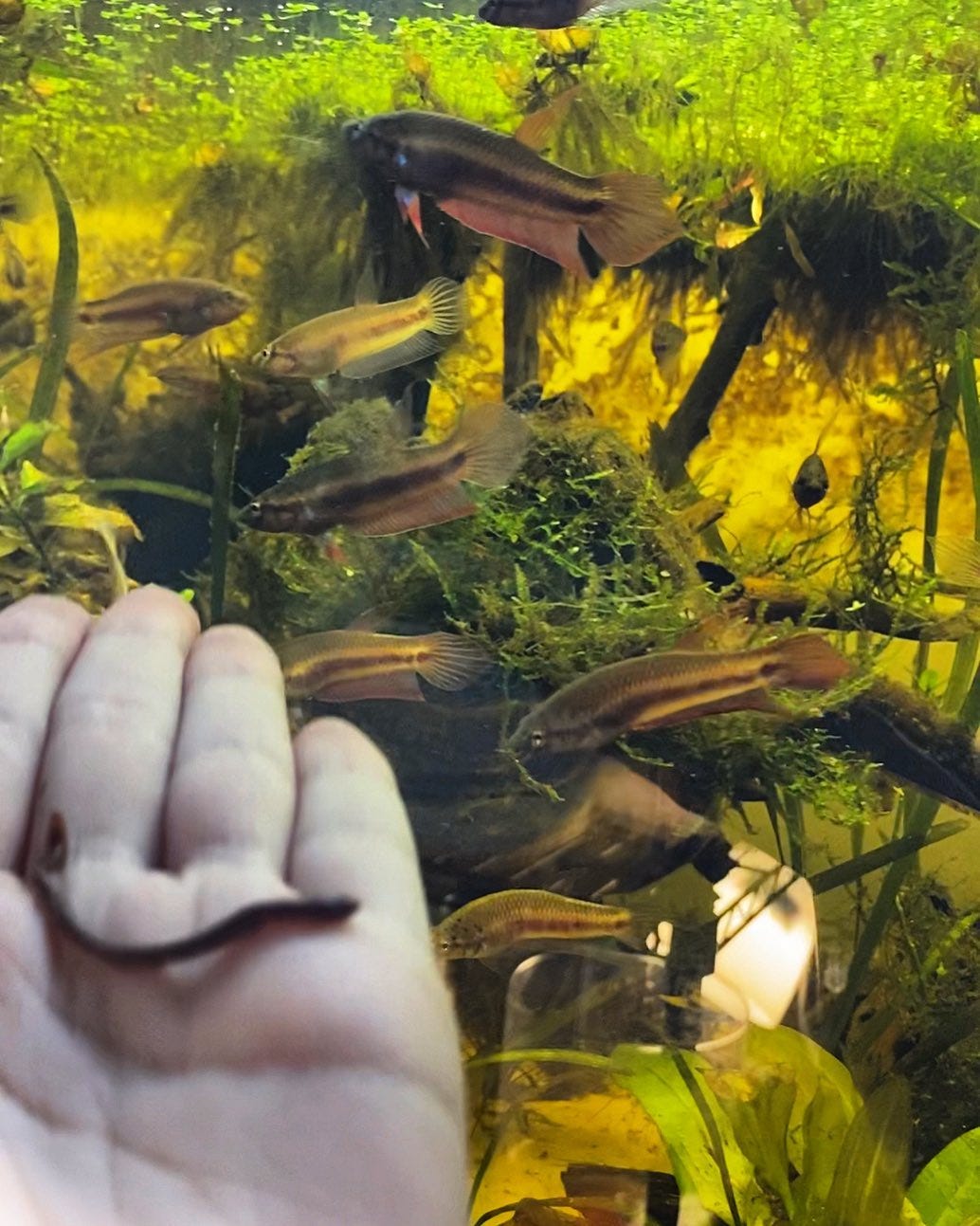 The Shortfin Bettas - by Jessie Lynn Billington