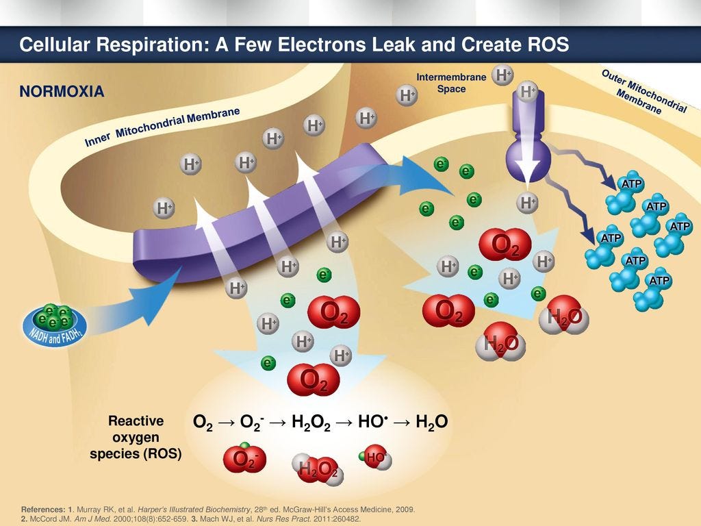 The Therapeutic Power of SOD2 and SOD3: A Revolution in Inflammation ...