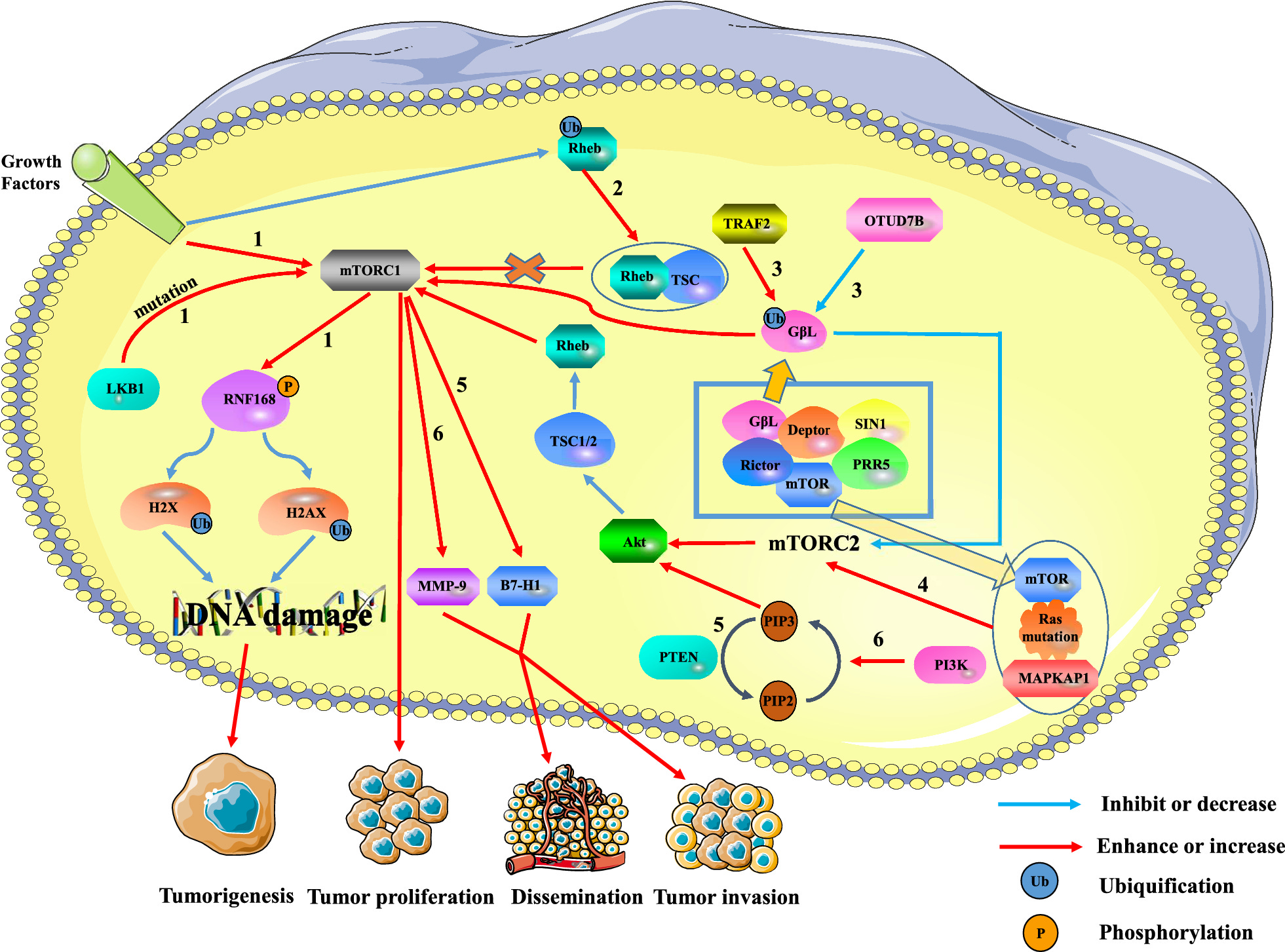 All about mTOR (Part II): Amino Acids, mTOR, and Athletes