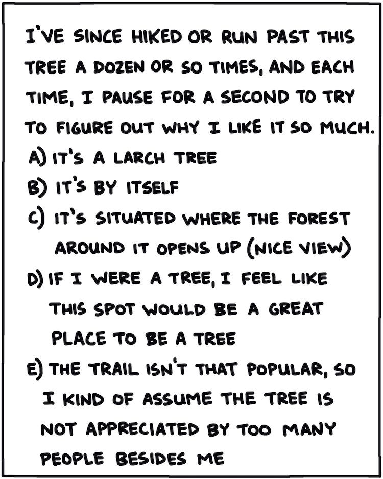 Letter Of Recommendation: Having A Favorite Tree