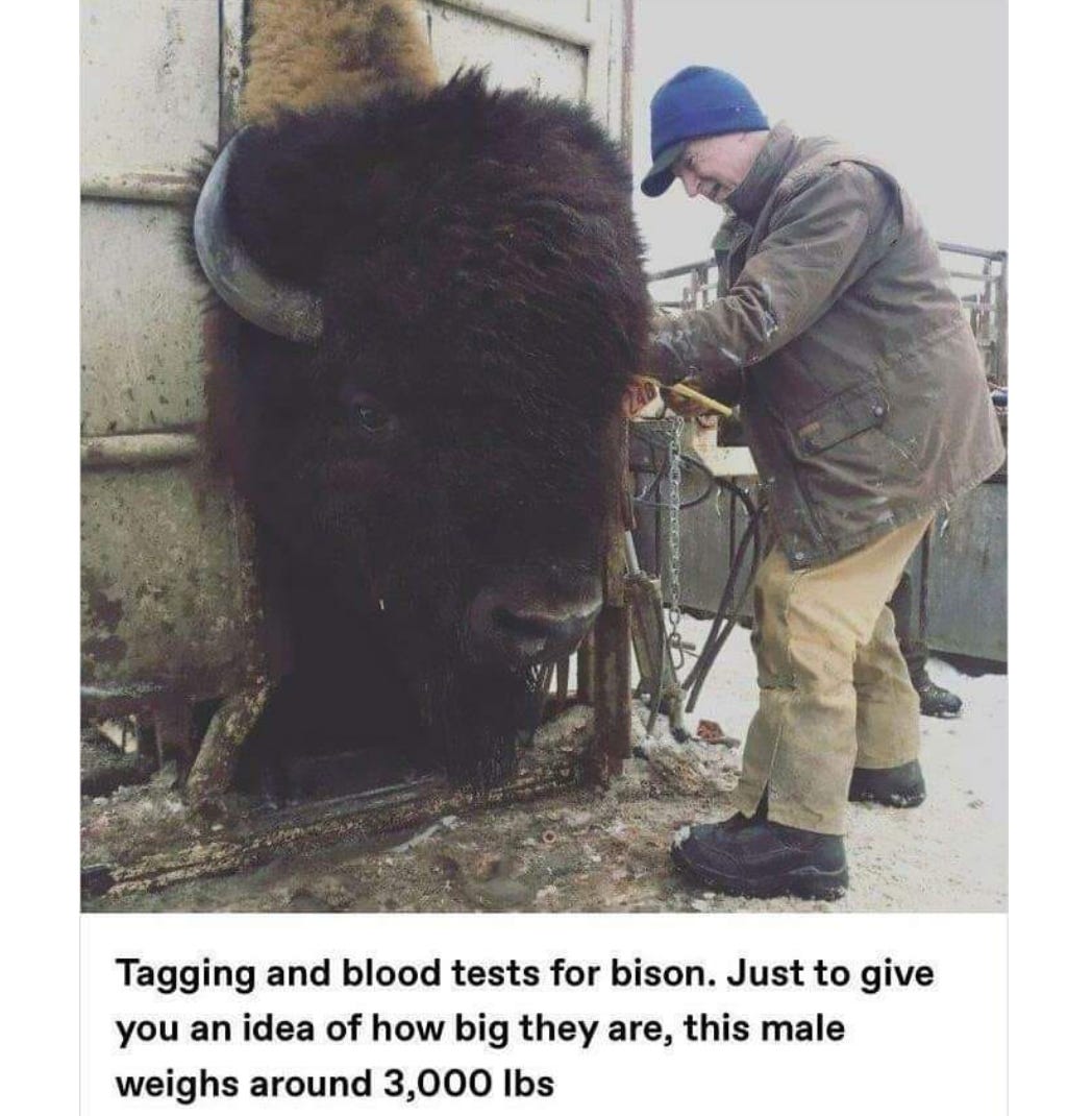 Sunday Strip: Leaping Wombat and other fairy stories. MEMy. | Strona ...