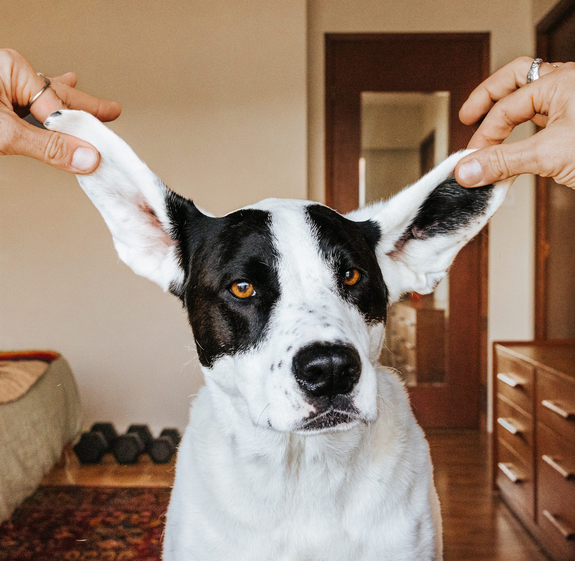 This Year's Top Ten - by Andrew Knapp - How To Be A Dog