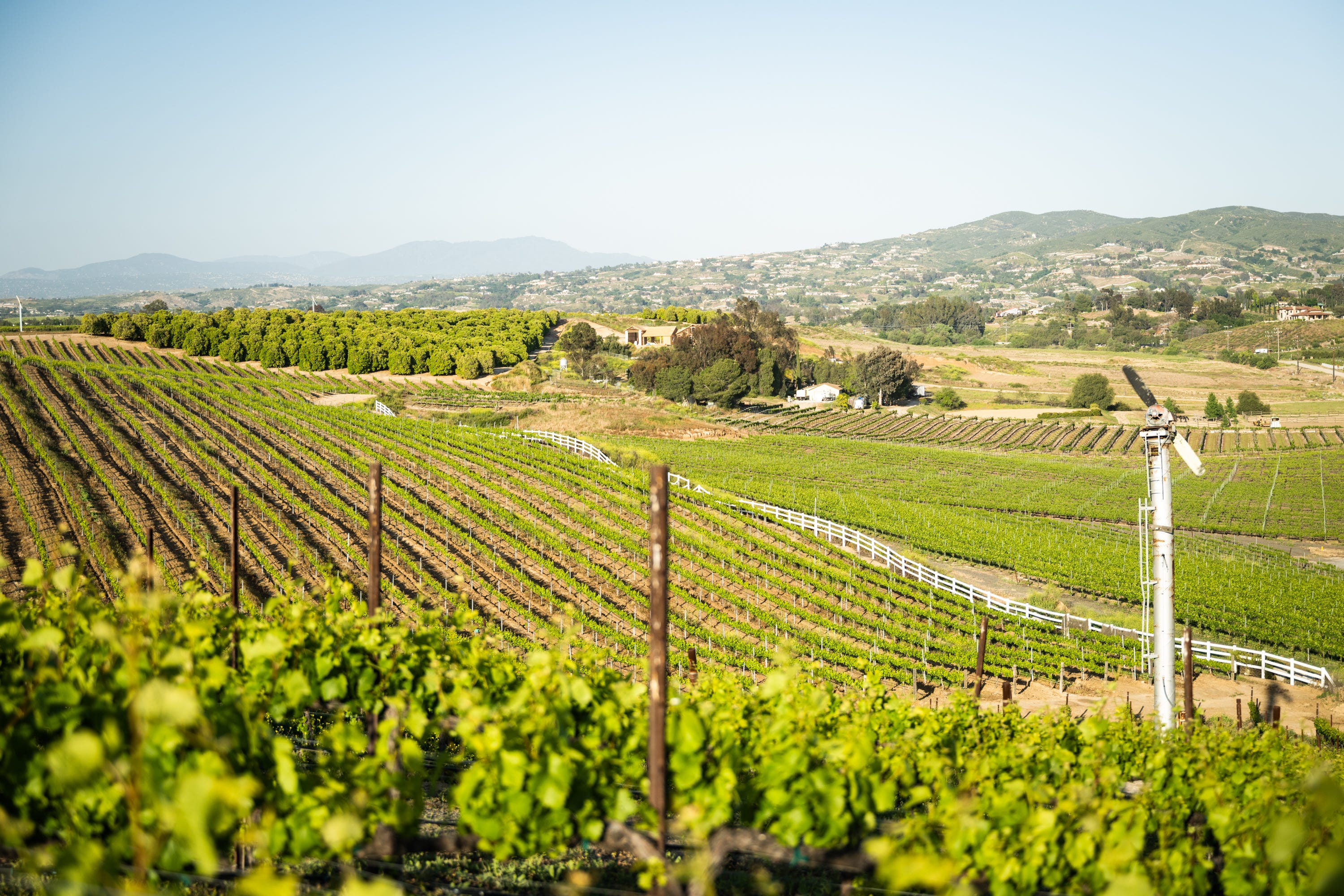 Celebrating Temecula Valley with CA Grown