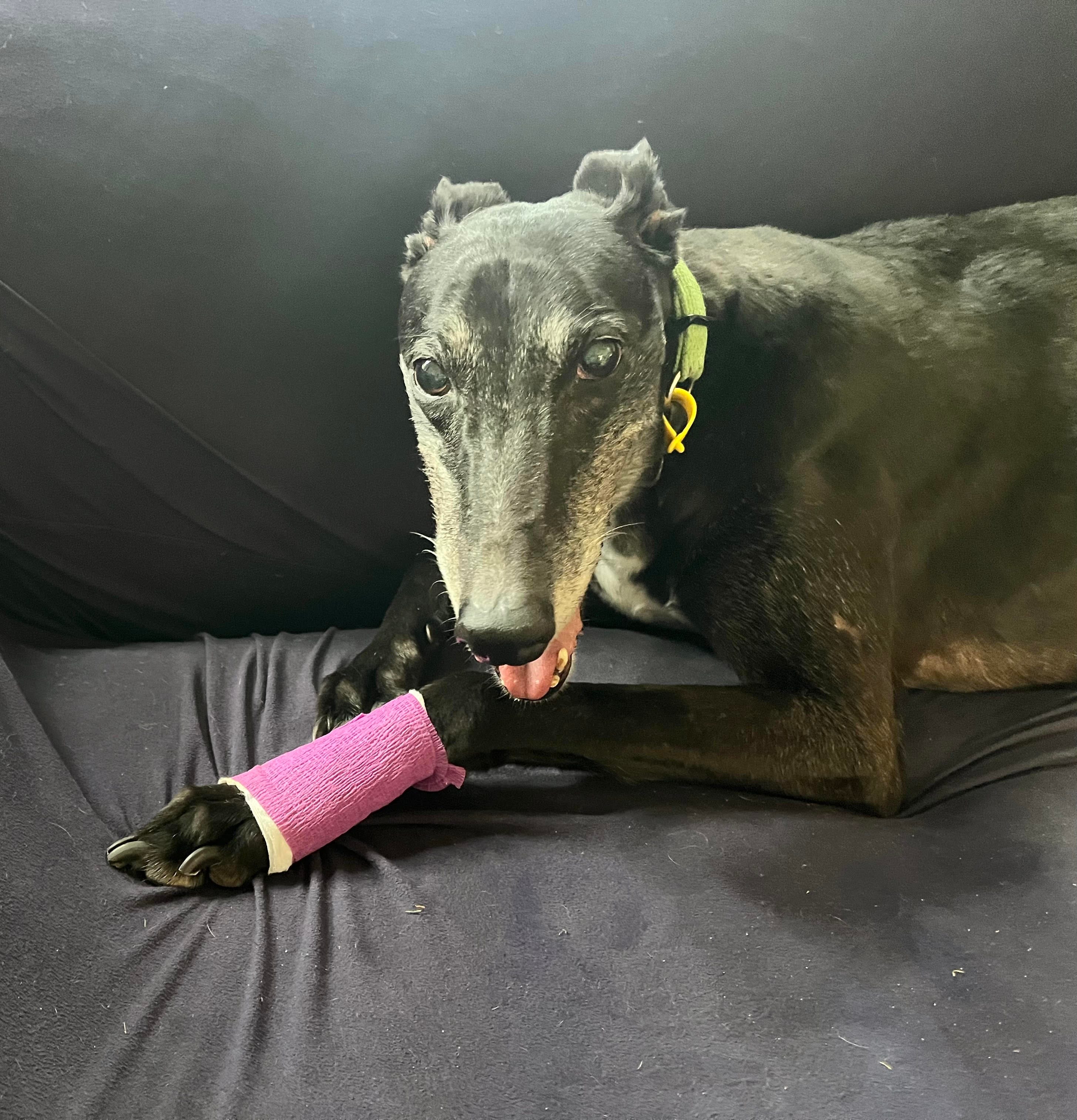 Vestigial - by Greg Carman - Greg’s Substack