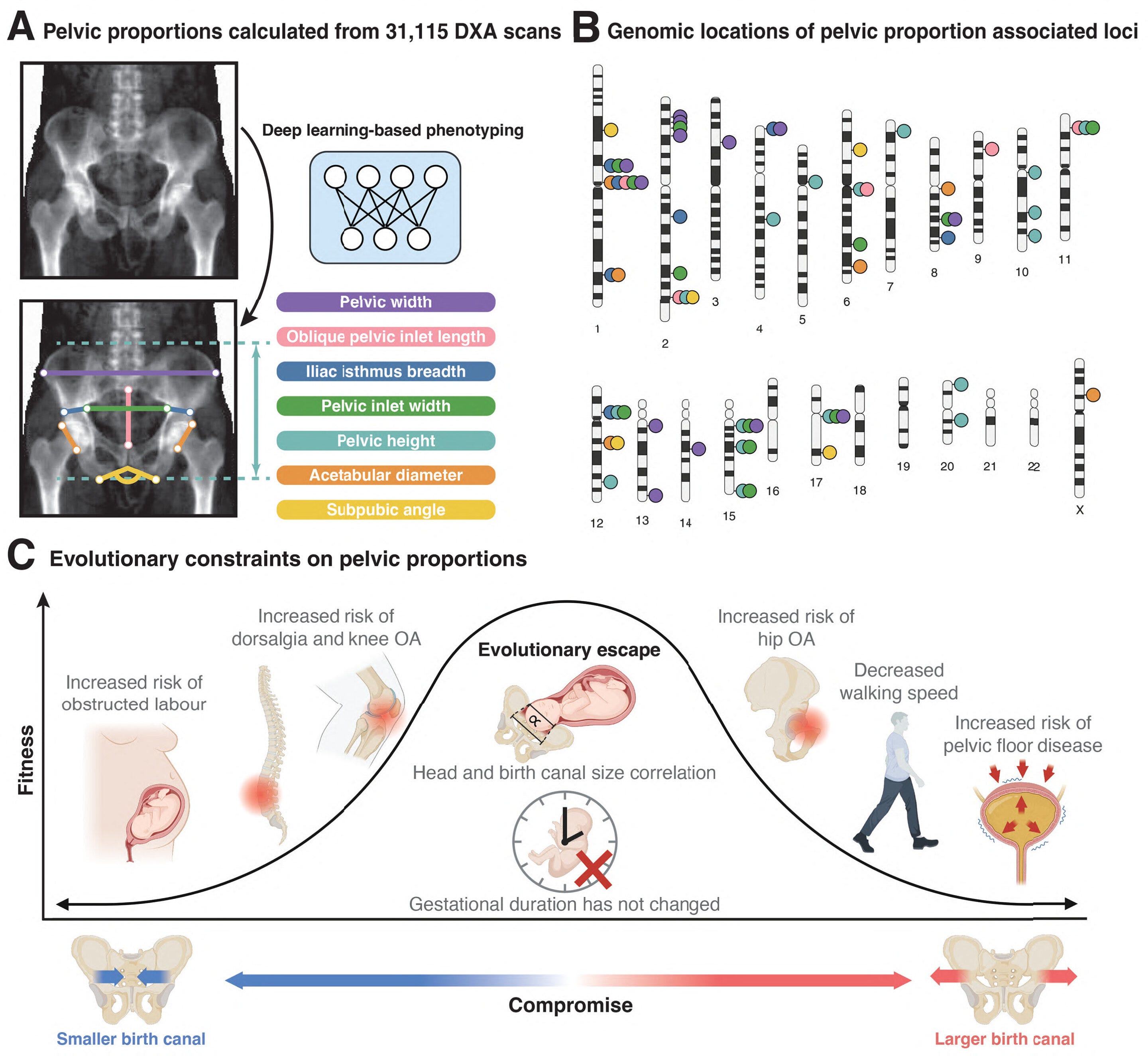 How Evolution Shaped the Human Pelvis: A Fragile Balance Between Birth ...