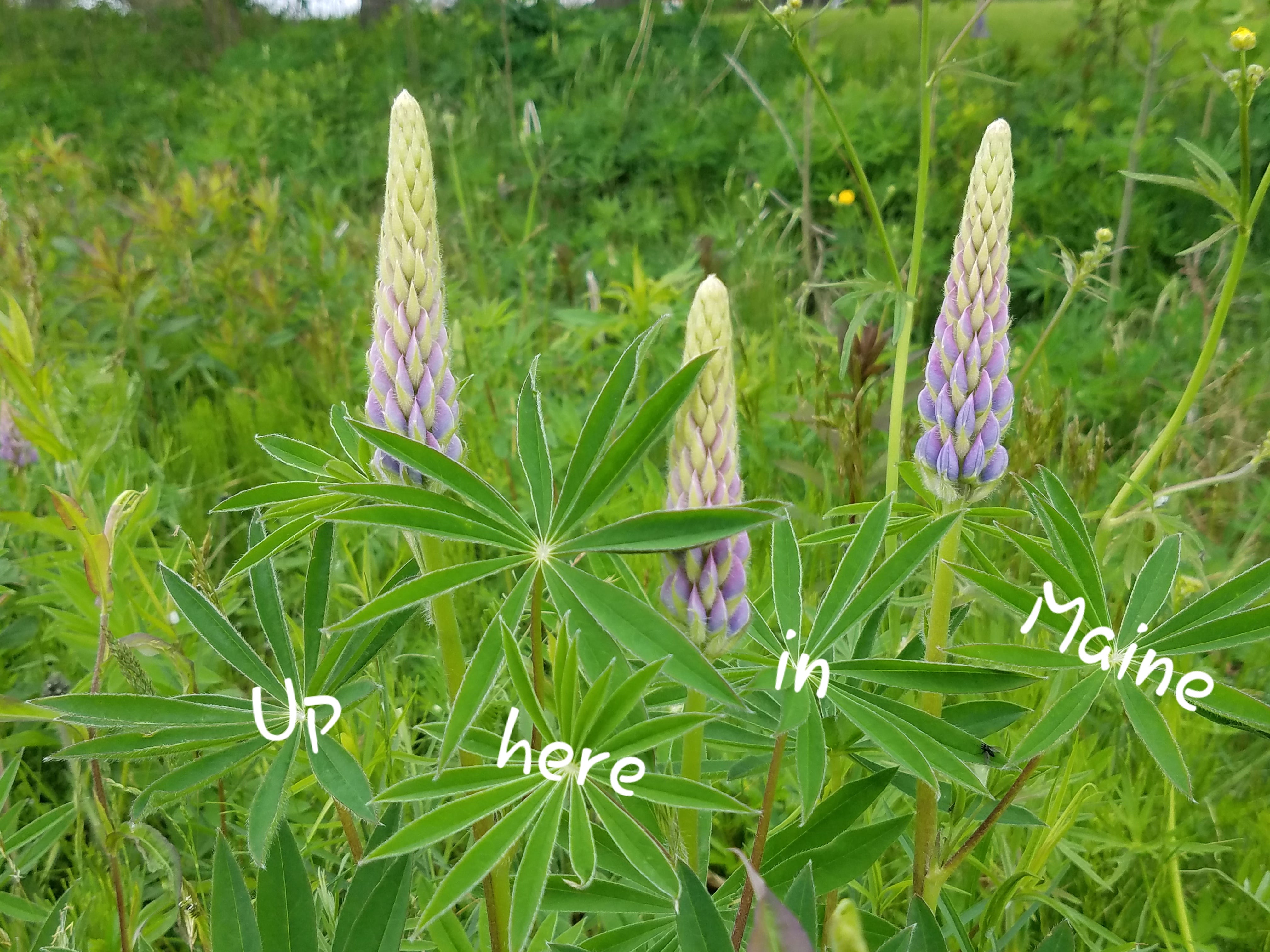 What the MAGA's, TDS-ers and all humans have in common