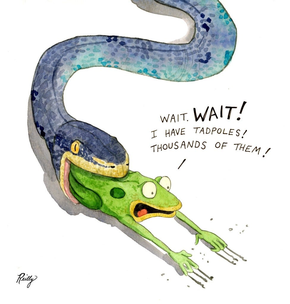 A Bad Day for Zebrafish - by Michael Pershan