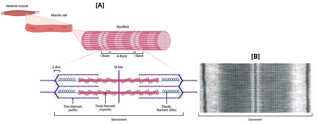 The Science Behind Muscle Development: A Comprehensive Guide to ...