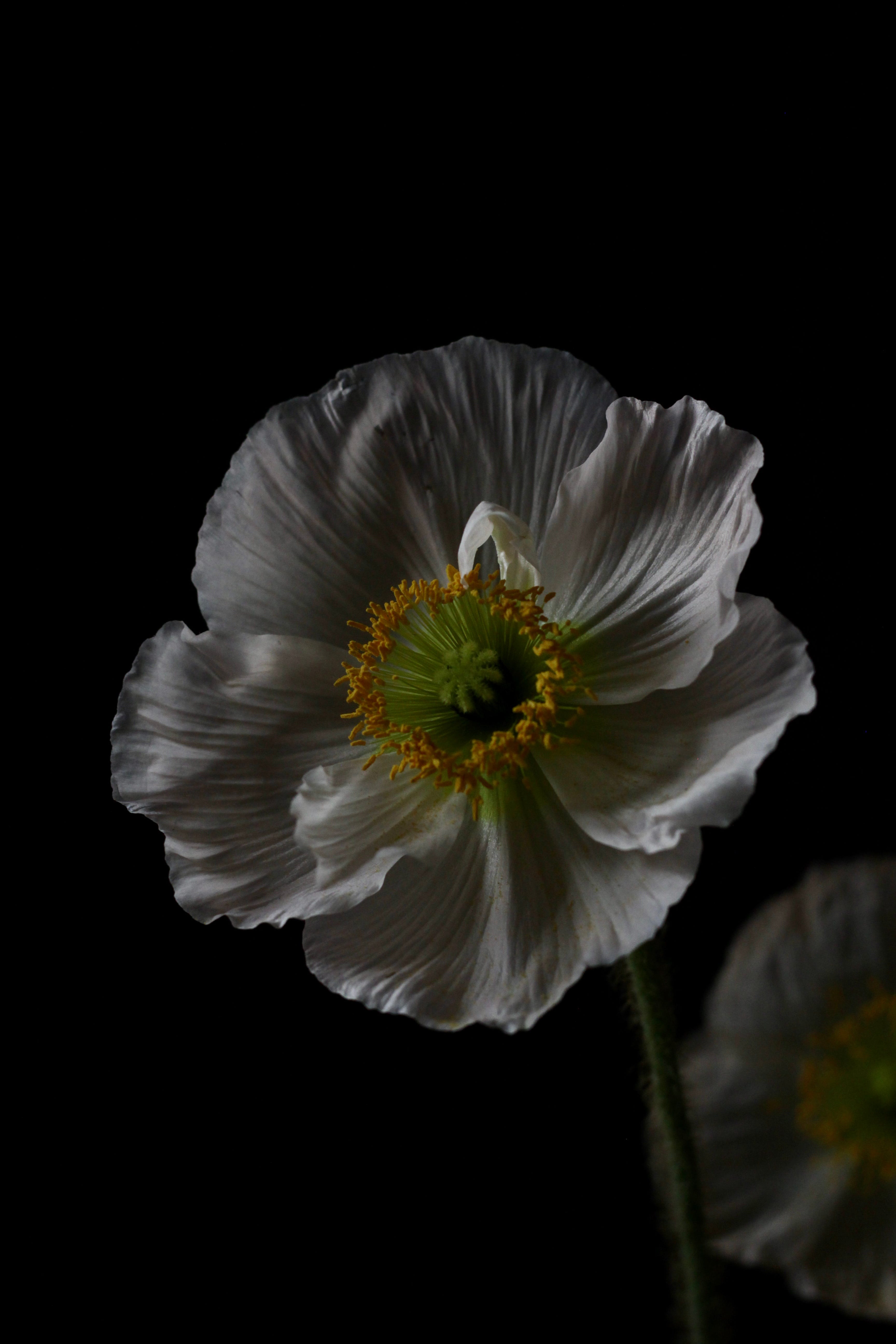 How Words became Flowers - by Lisa Barrett