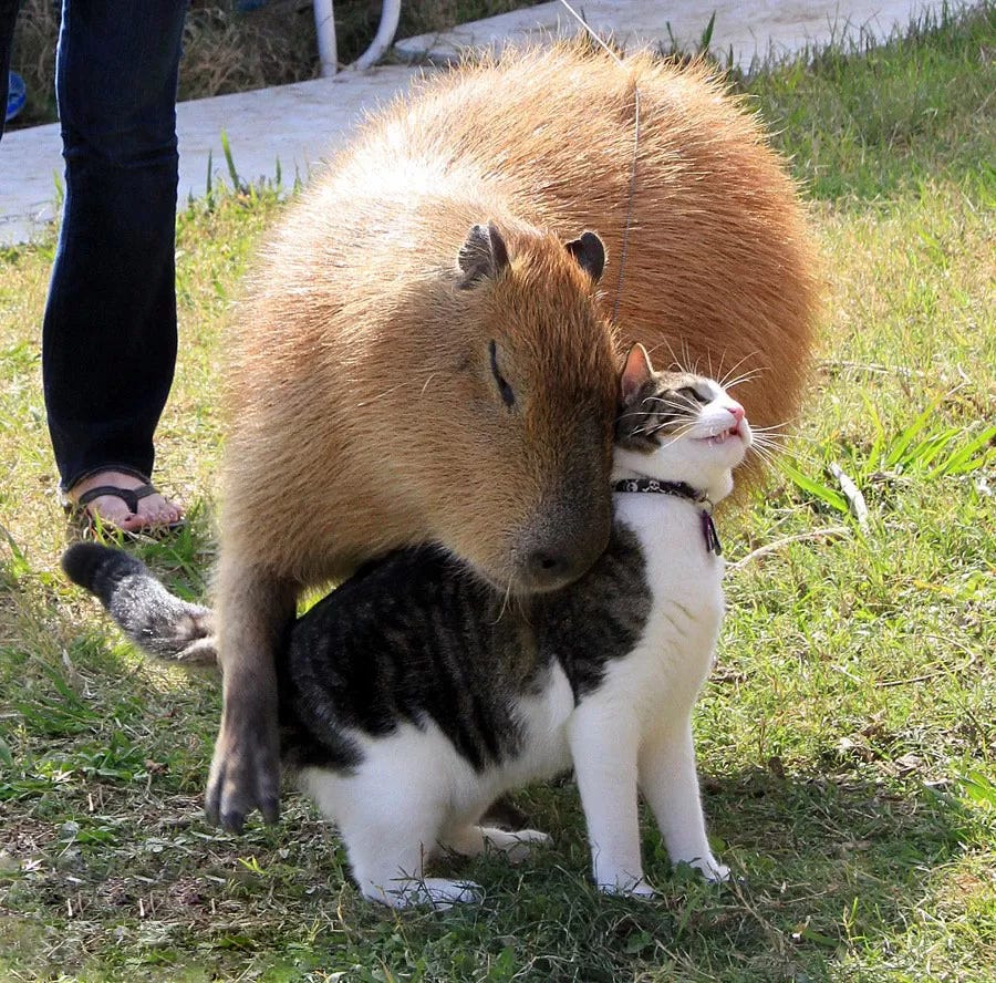 Capivara, amiga de todos - by Carole Druaum