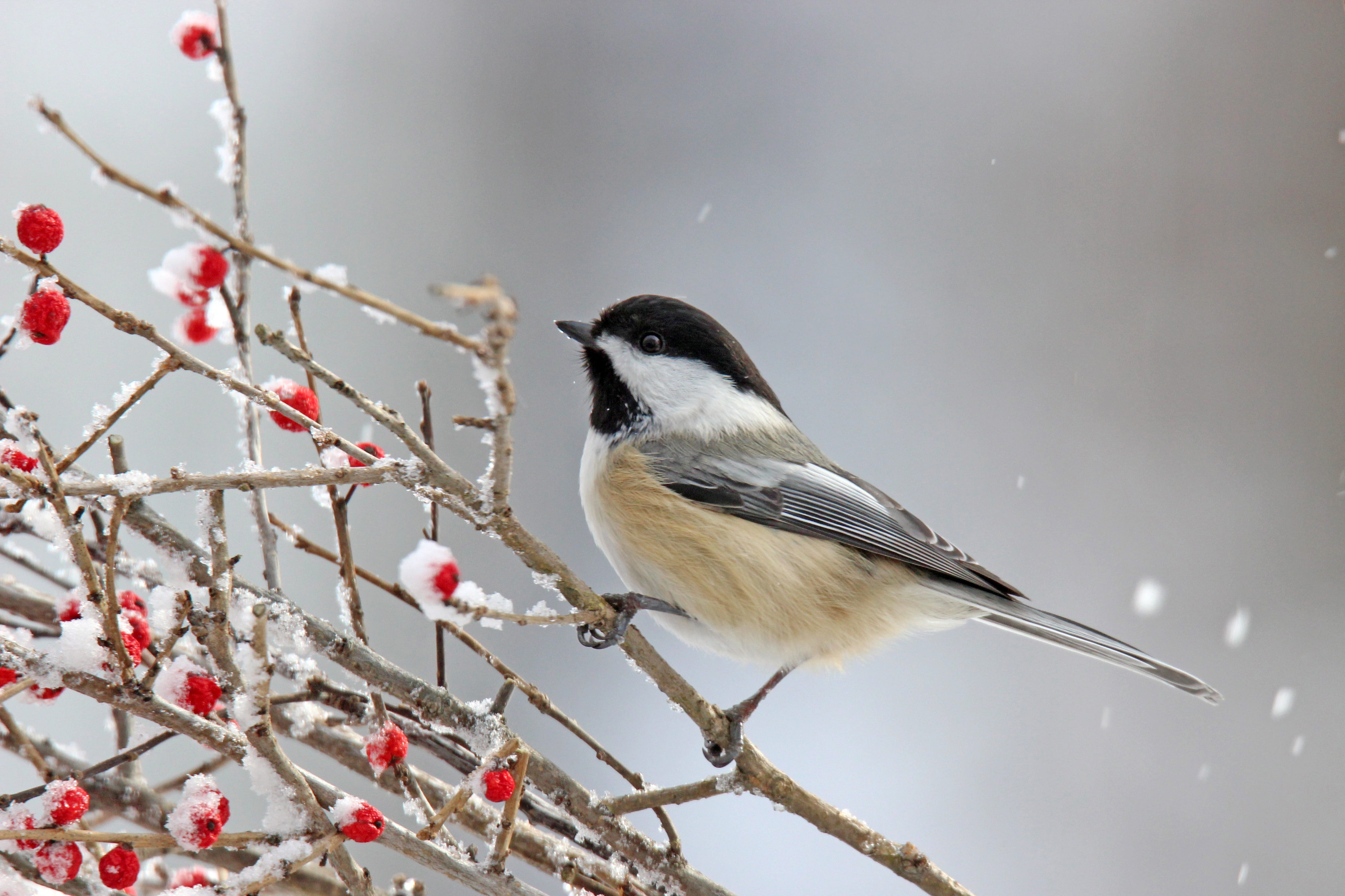 The Black-capped Chickadee - by Christian Chacon