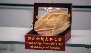 Chinese Demand for Exotic Fare Drives Extinction Half a World Away