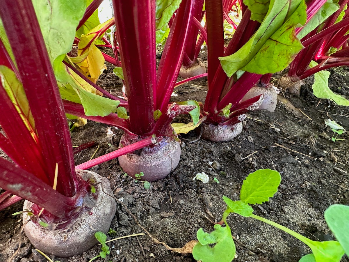 🌱 Hot Weather Growing 🌱 - Sproutpeople’s Newsletter