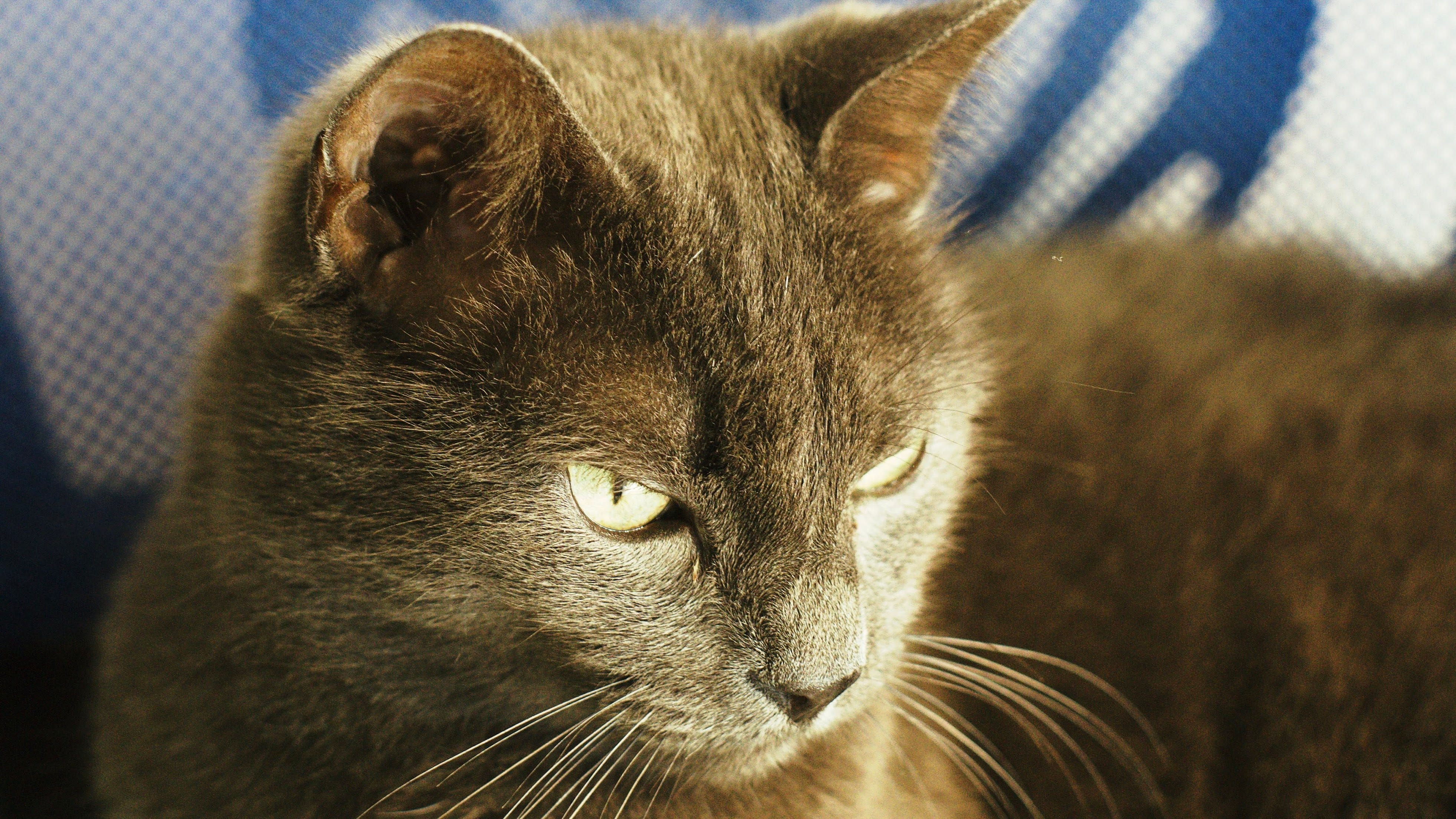 ChatGPT non serve a niente. - by Martino Wong