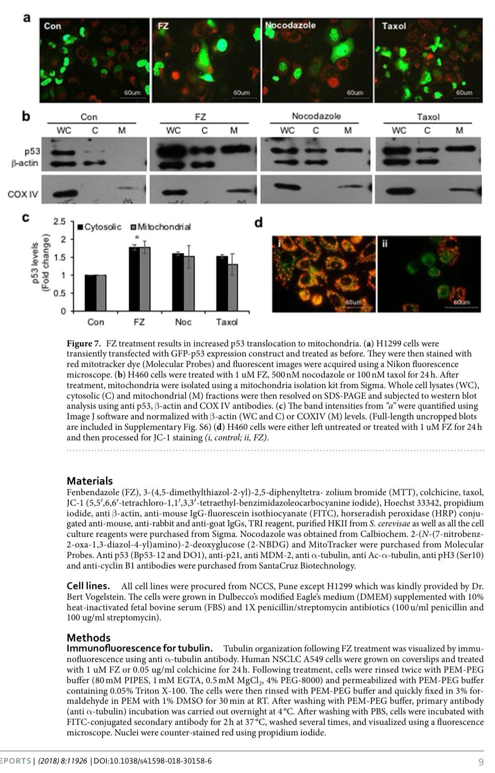 The Joe Tippins Cancer Protocol - by Dr Margaret Aranda