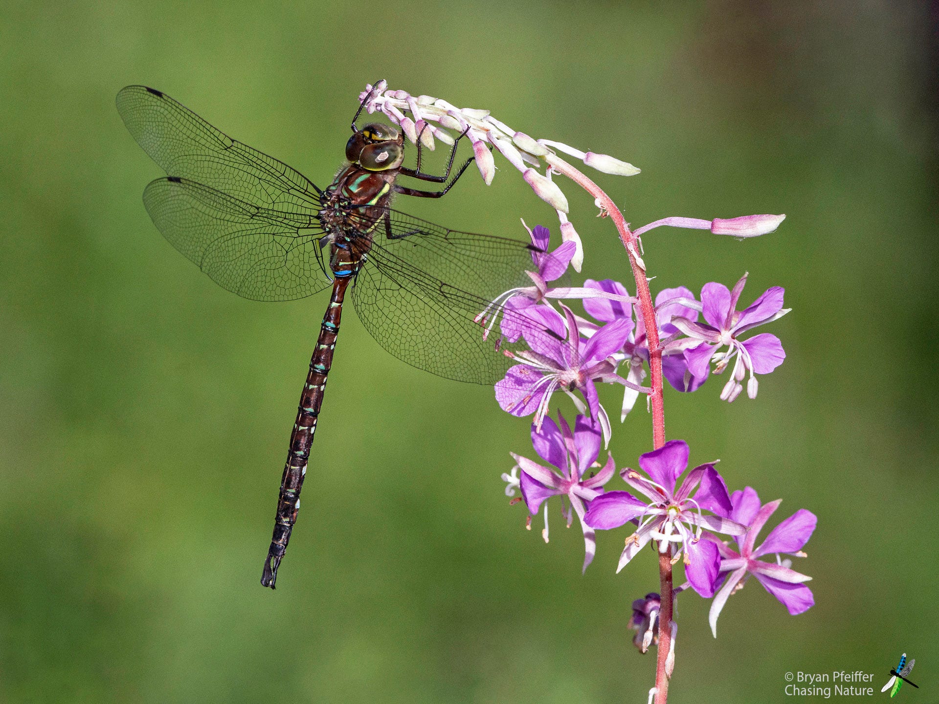 Life, Death and Dragonflies - by Bryan Pfeiffer