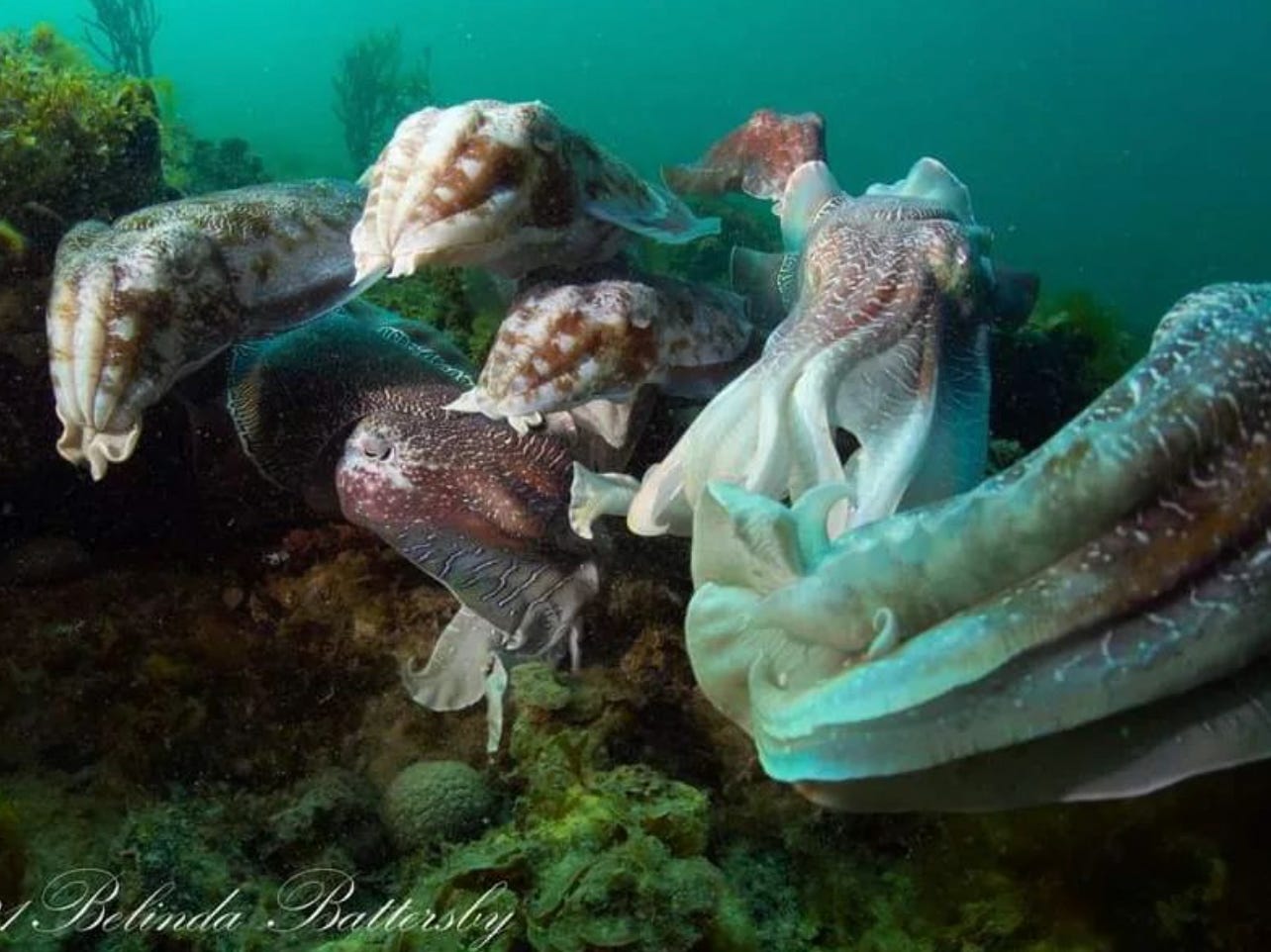 C is for Cuttlefish - by Zinia King - Zinia’s Substack