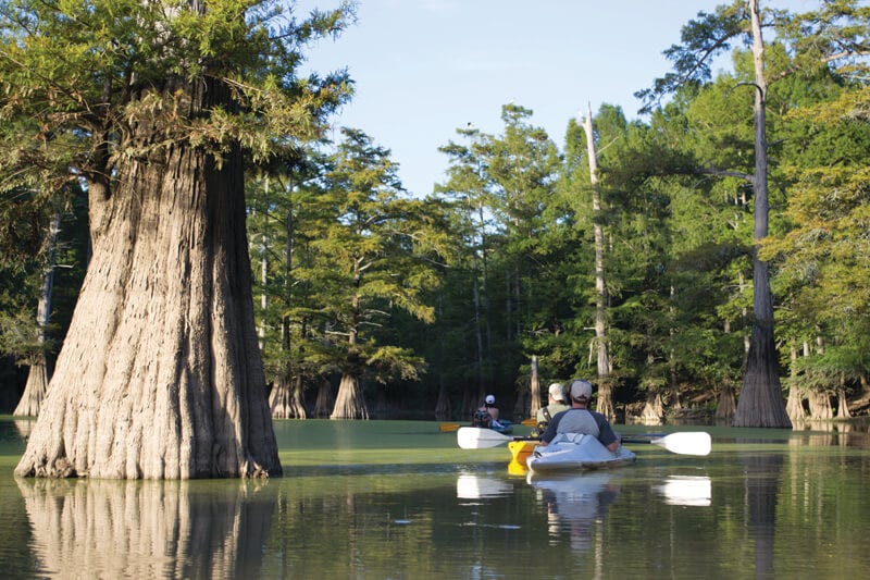 Mississippi's Wood Between the Worlds - by Stephen Griffin
