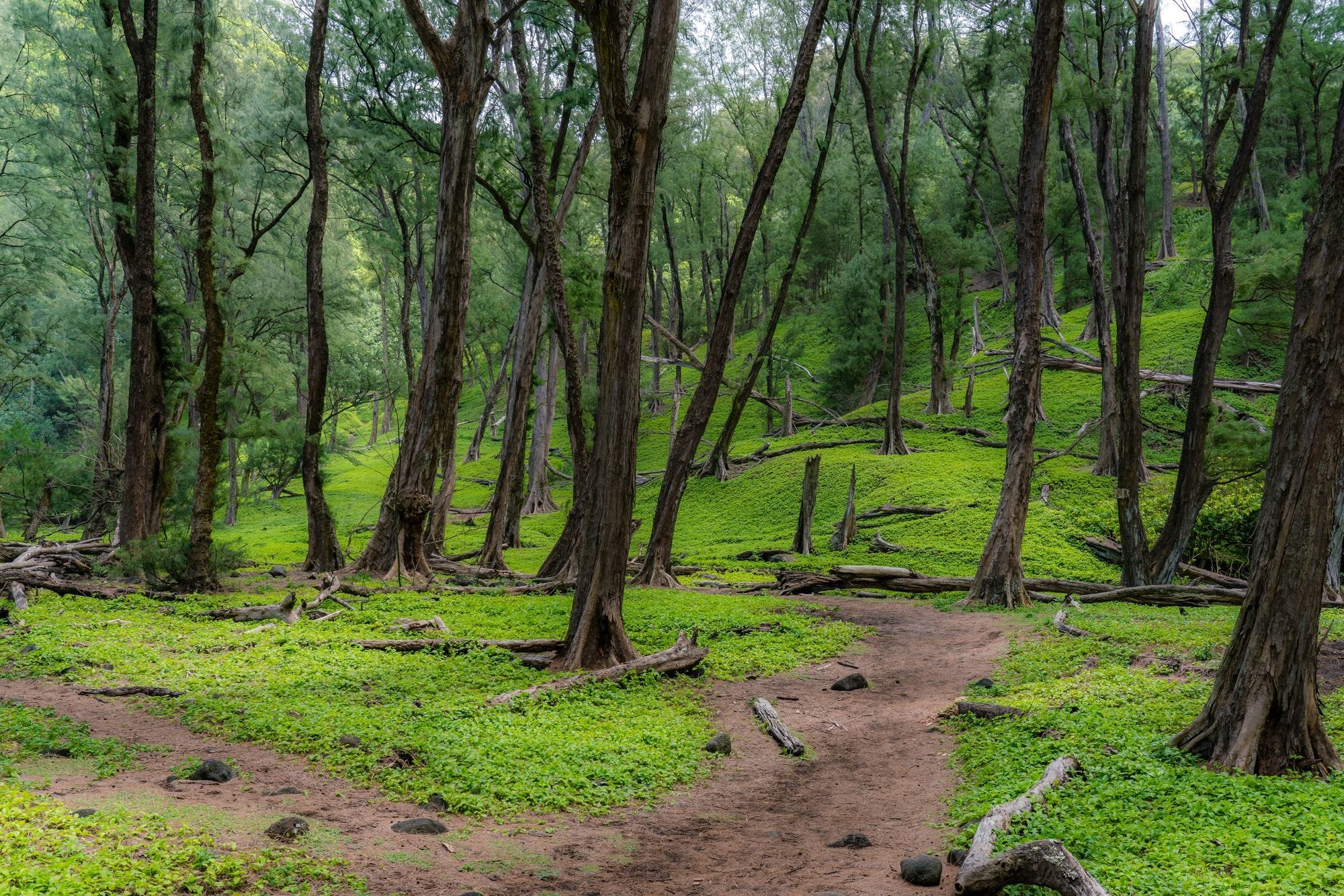 Why Large Companies are Inefficient, and Growth is Expensive