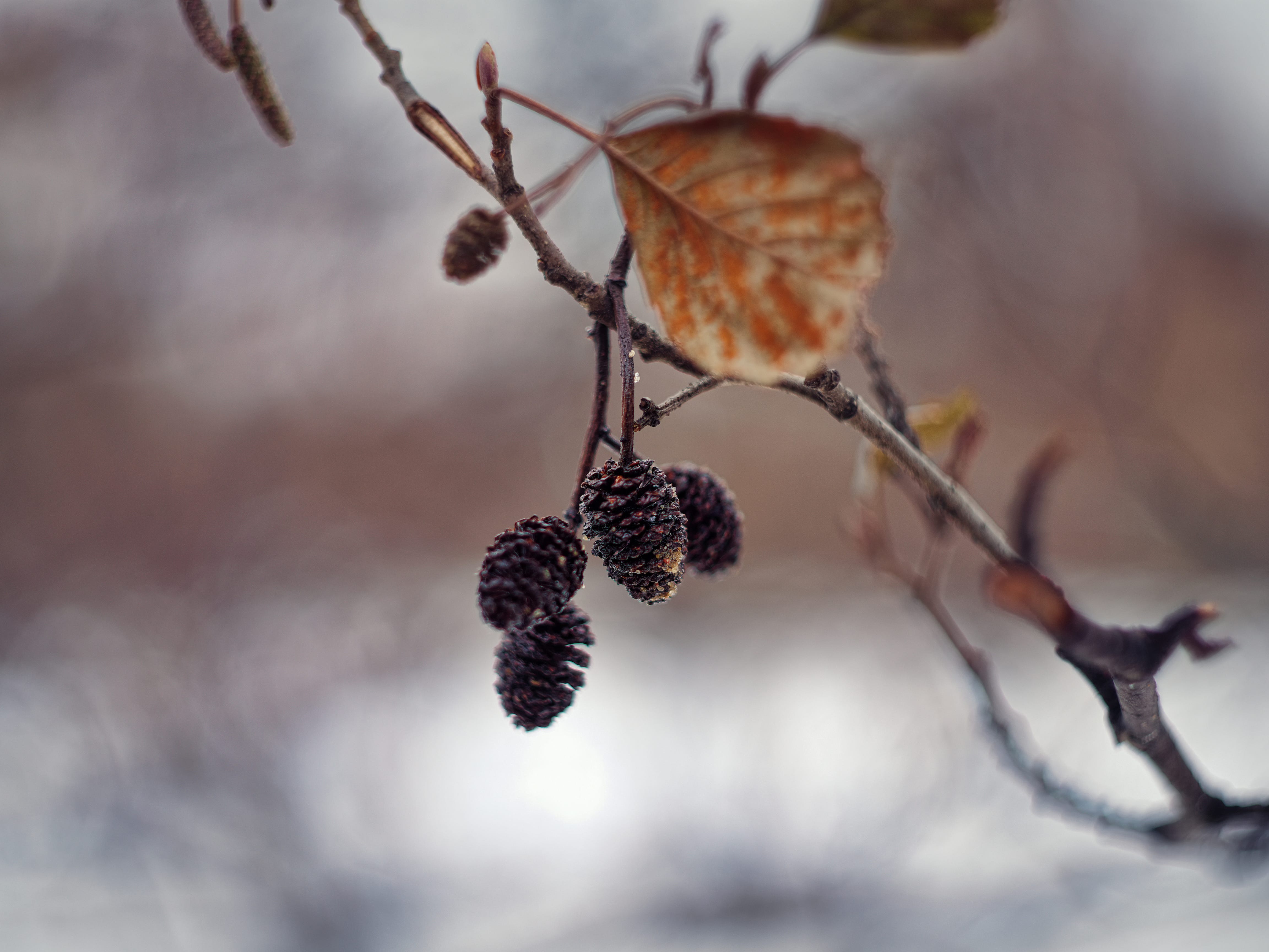 The Alder - by Samantha Sear - Rooted by Nature