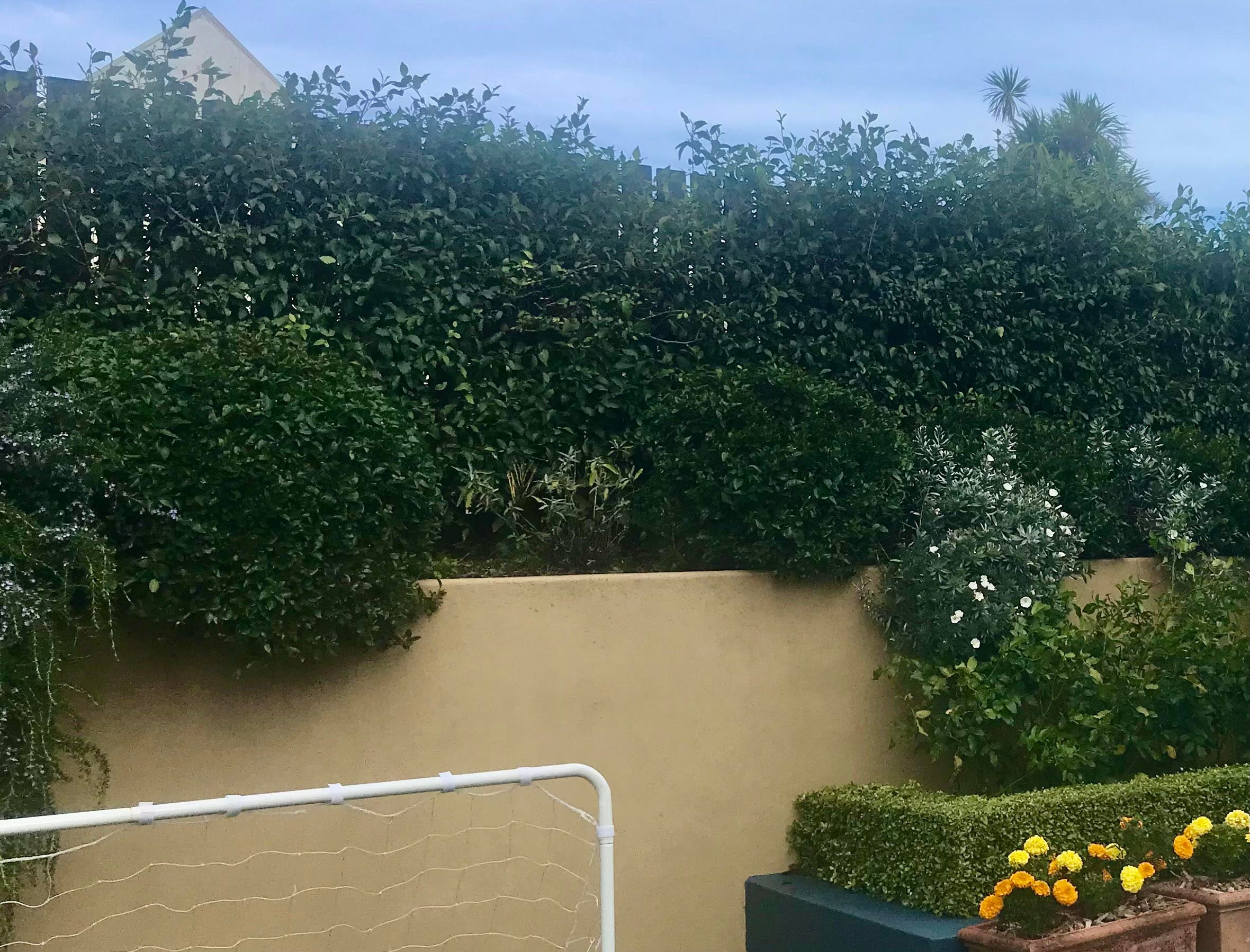 Trimming- the nuts and bolts of your final prune of the year