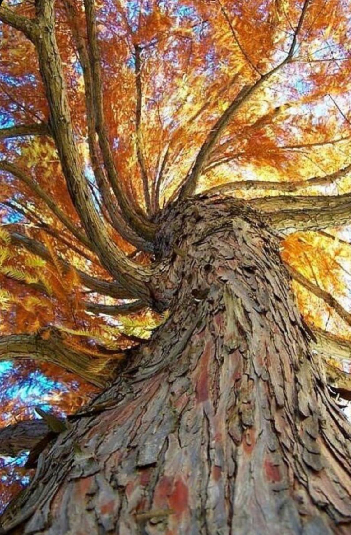 Spinning wave tree - by David Holbrook - David’s Newsletter