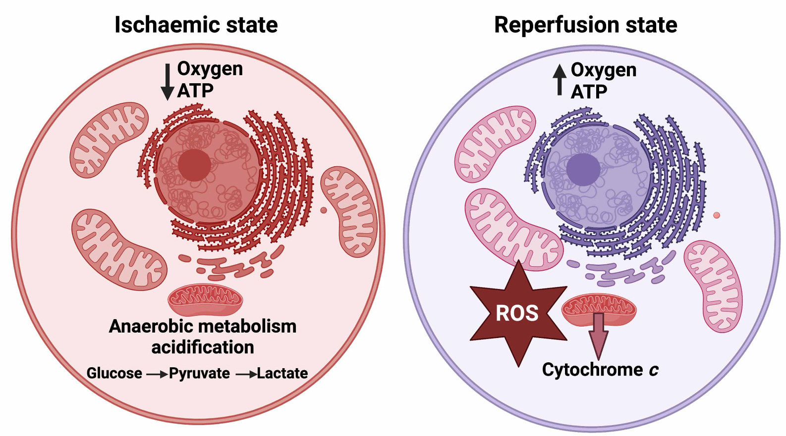Deep dive: microclots in long COVID - by Janna Moen, PhD