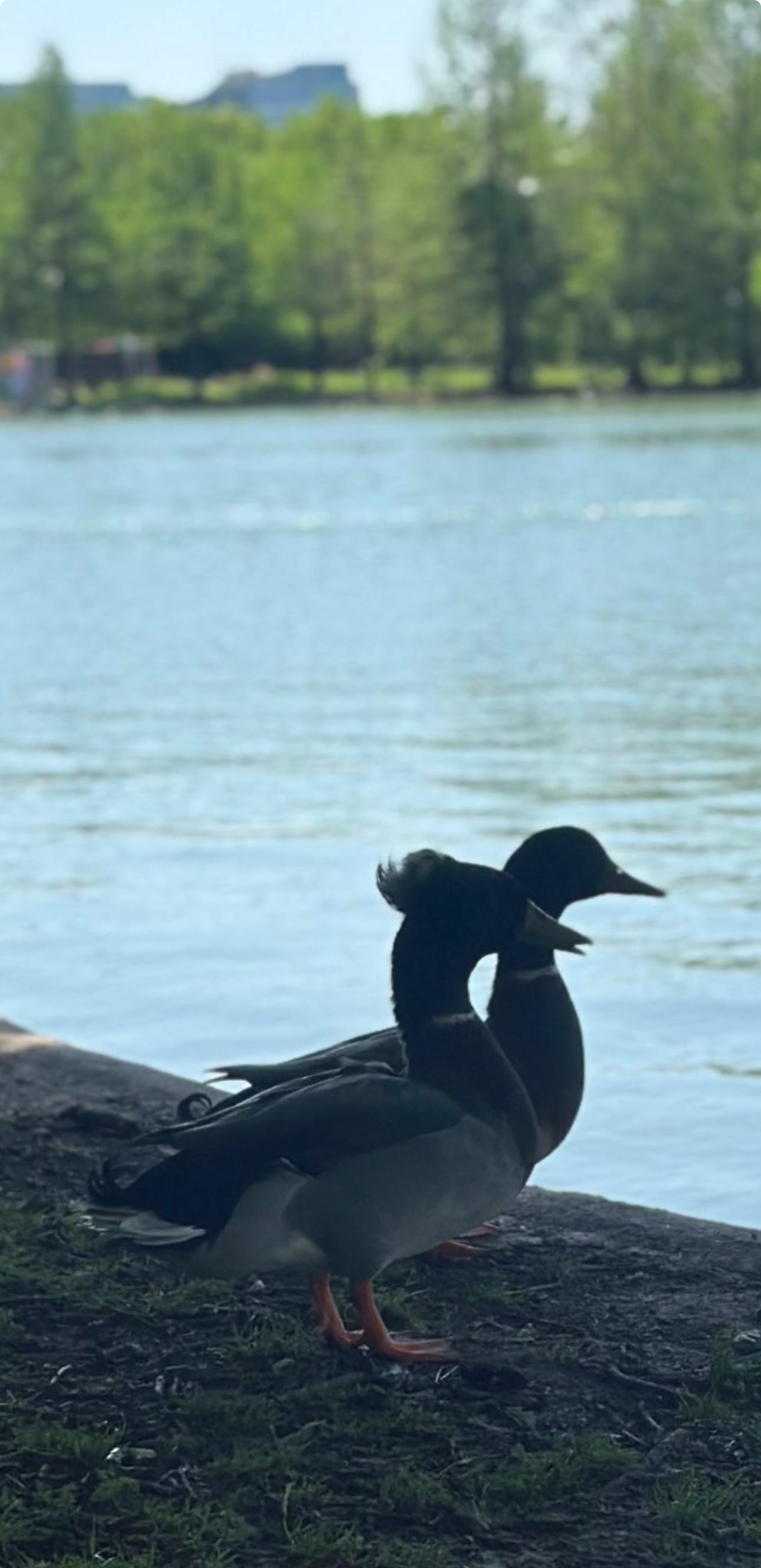 We’ve Got This - by Merissa Hansen - The Houston Comical