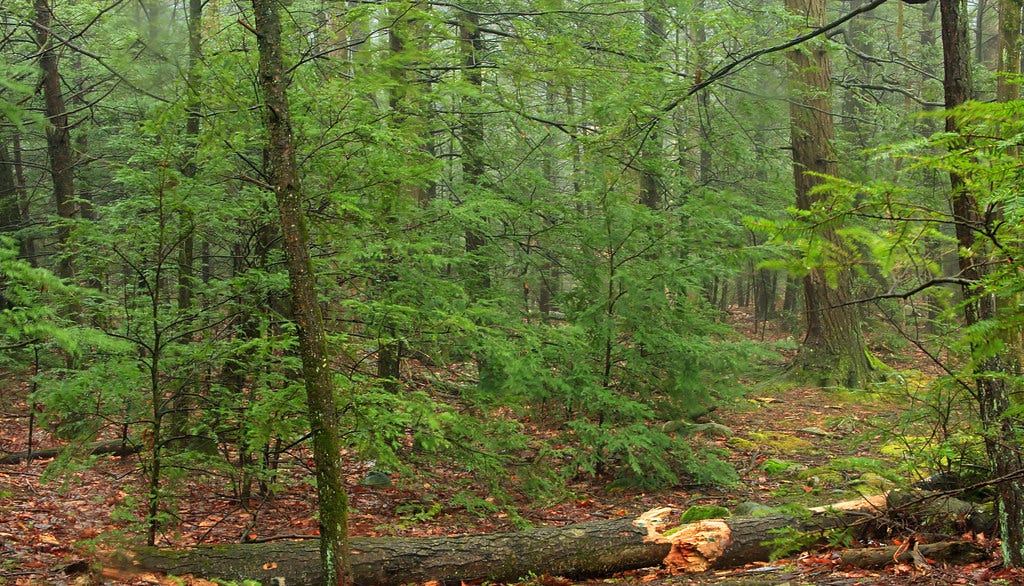 Hemlock Hobo | Substack