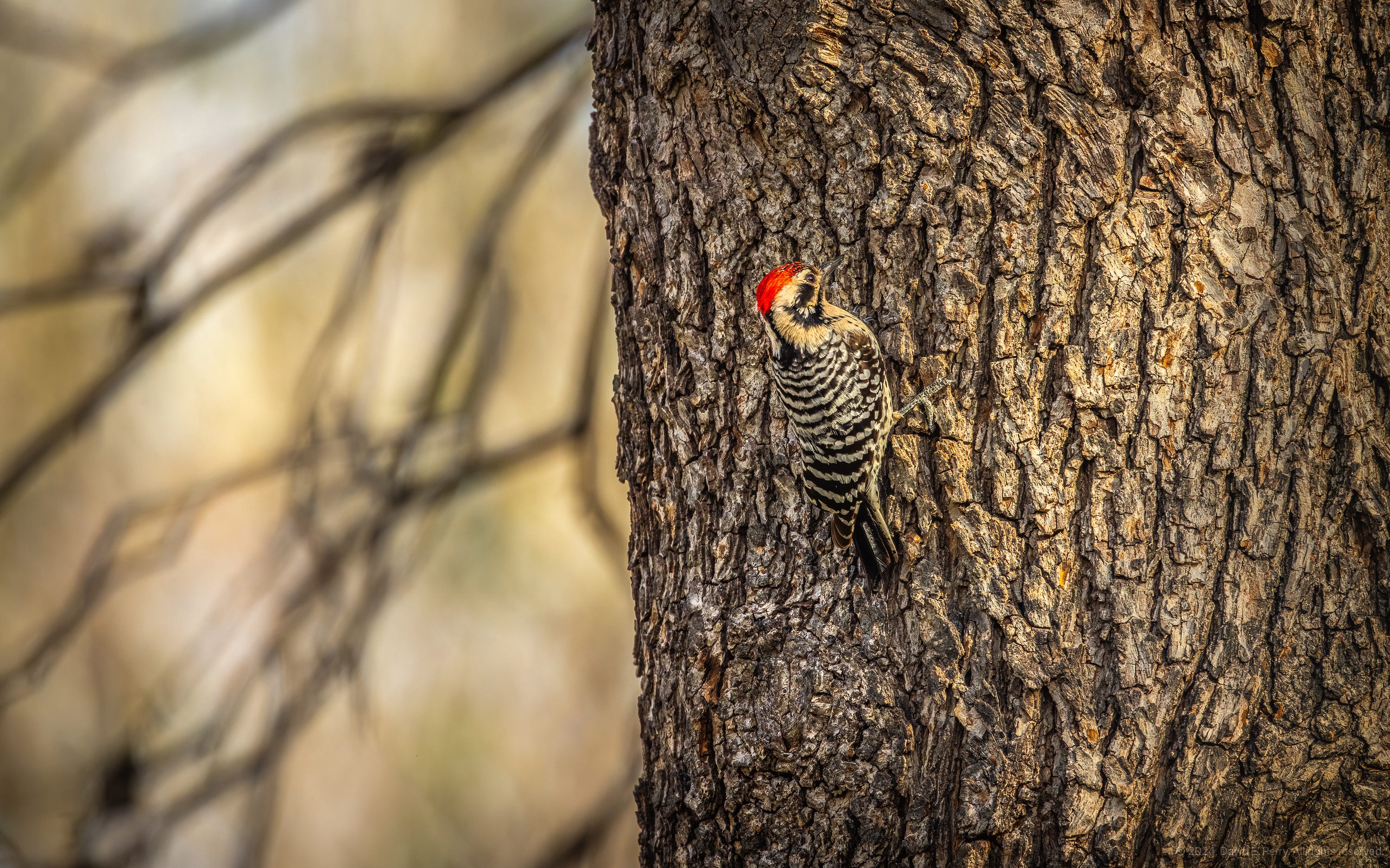 Peckerwoods - by David E. Perry