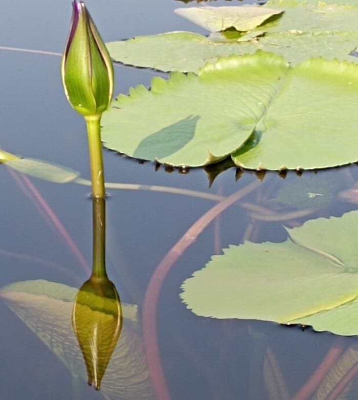 Rayong Botanic Gardens - Laurel Goss EnRoot