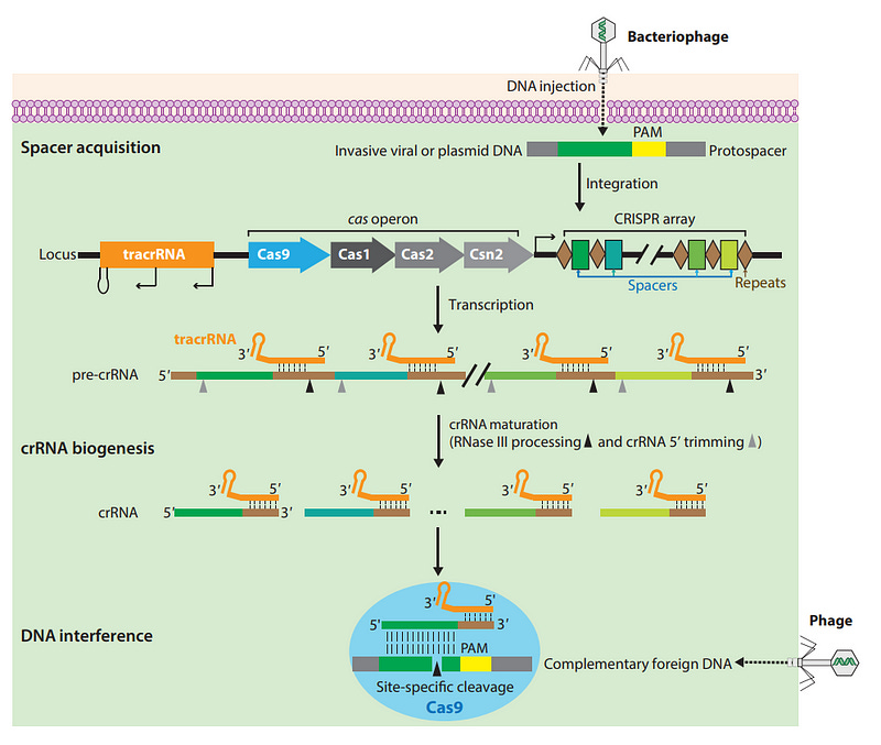 The Biology Behind CRISPR/Cas - SciPatra