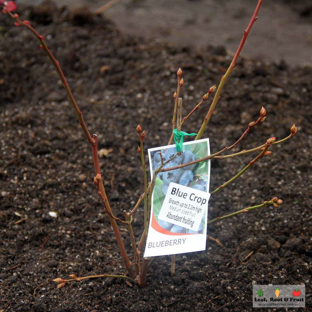 How to Grow Blueberries (Vaccinium spp.)