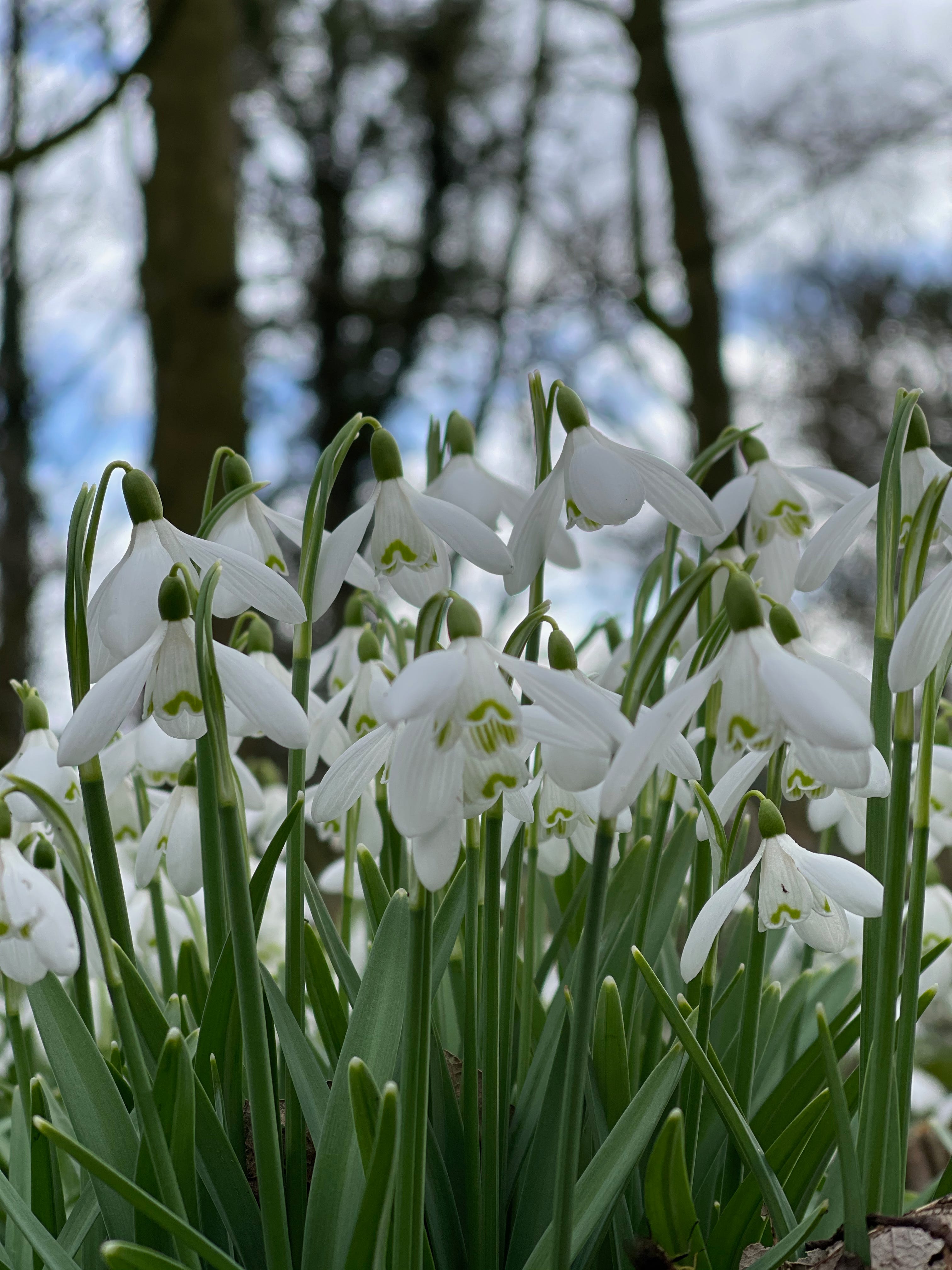Rowan and The Celtic Tree Calendar - by Amanda Claire Vesty