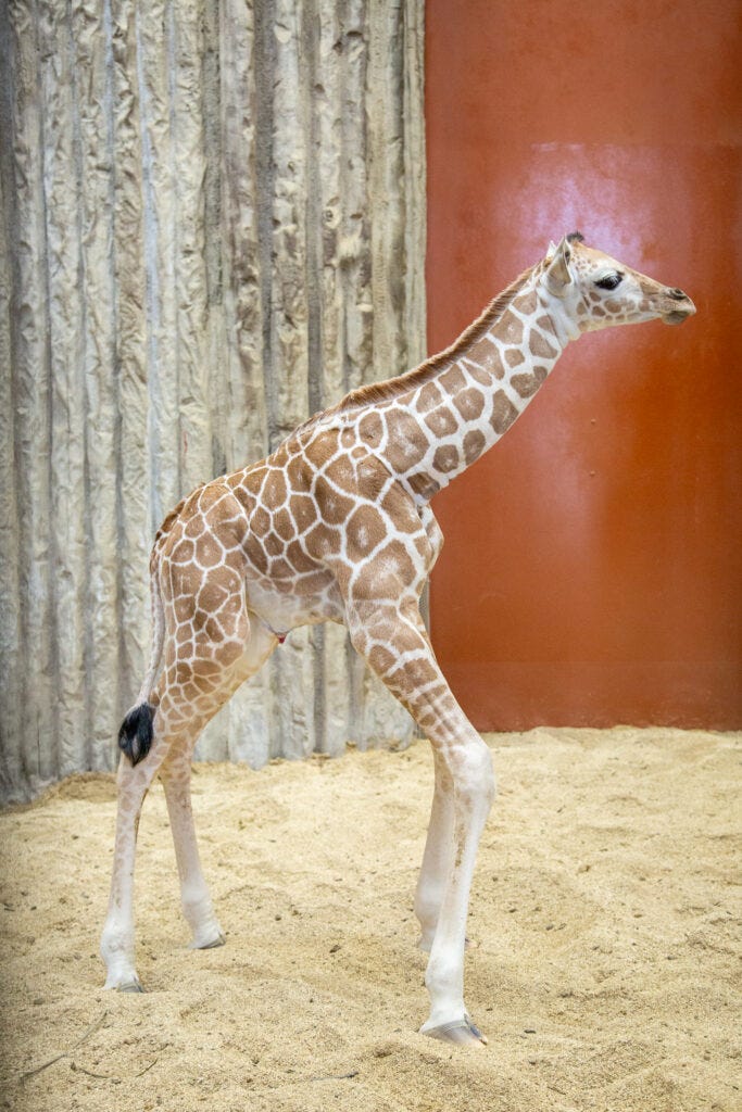 Giraffe Baby Gets Smooched - by Martini Glambassador