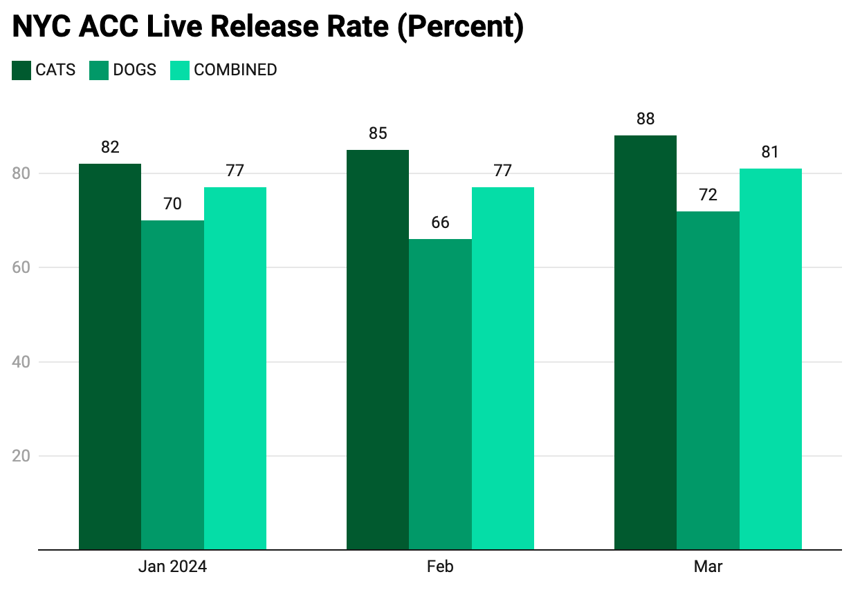 NYC ACC Killed 264 Cats and 382 Dogs in the First Quarter of 2024