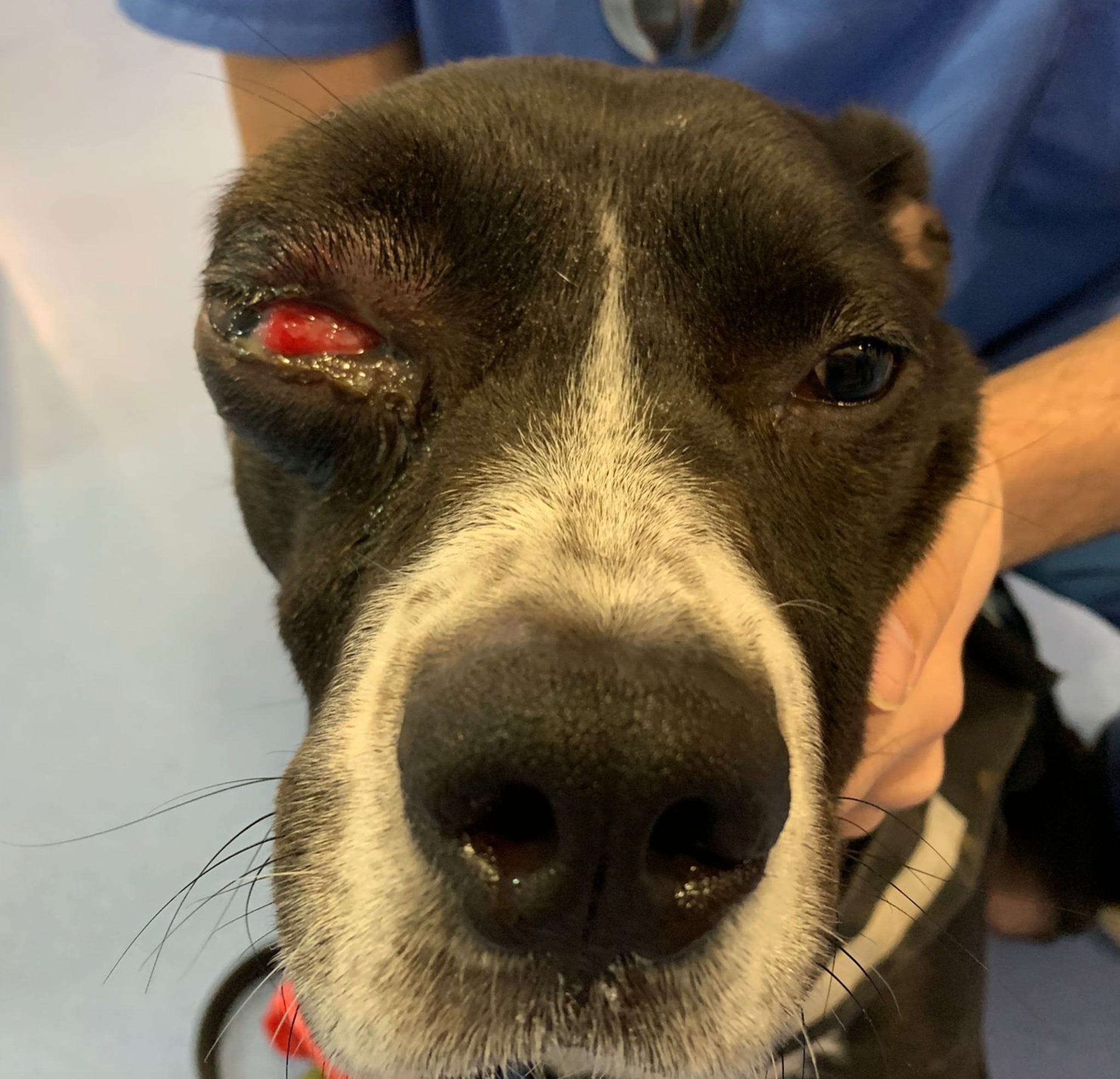 Criptococosis canina (parte 1) - by Carlos Martínez Gil