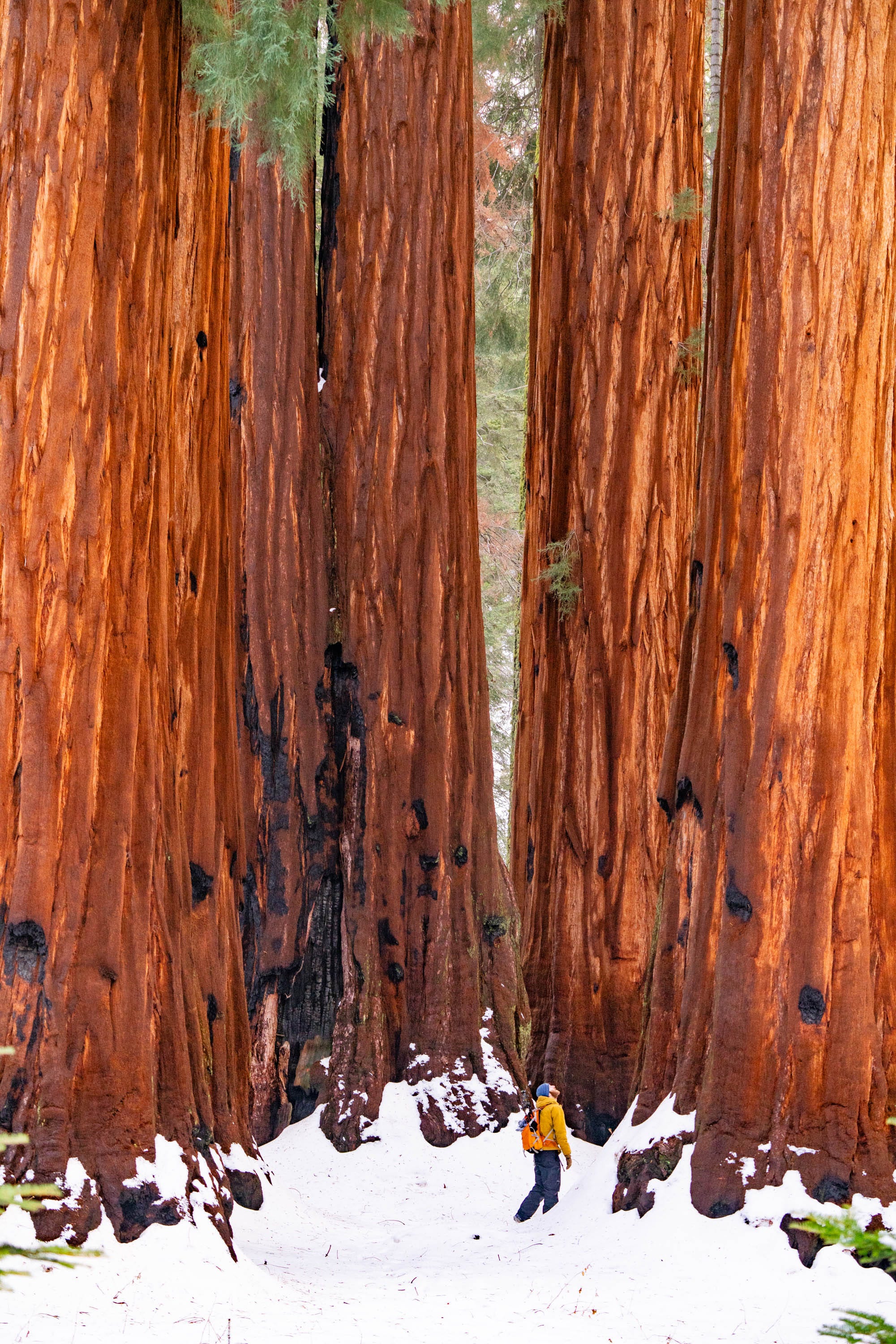 A Snowy Visit to Sequoia National Park in Winter is Just What You Need