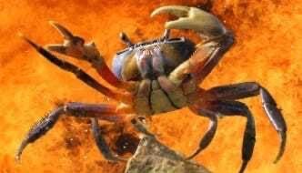 🦀 Anonymous Crab 🦀 | Substack