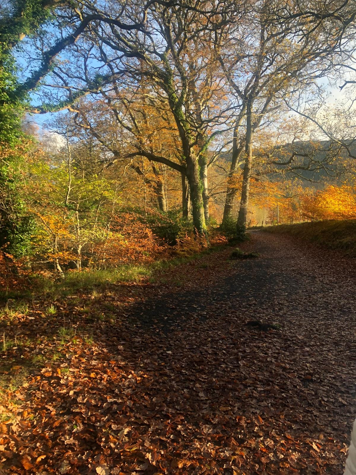 Autumn Leaves - by Chris Macmaster - Junglist Brief