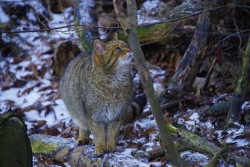 Le Chat Forestier de retour en Île-de-France