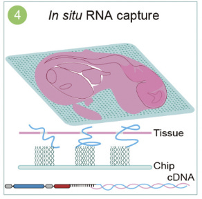 Landscape of Sequencing-based Spatial RNA Technology: Part I