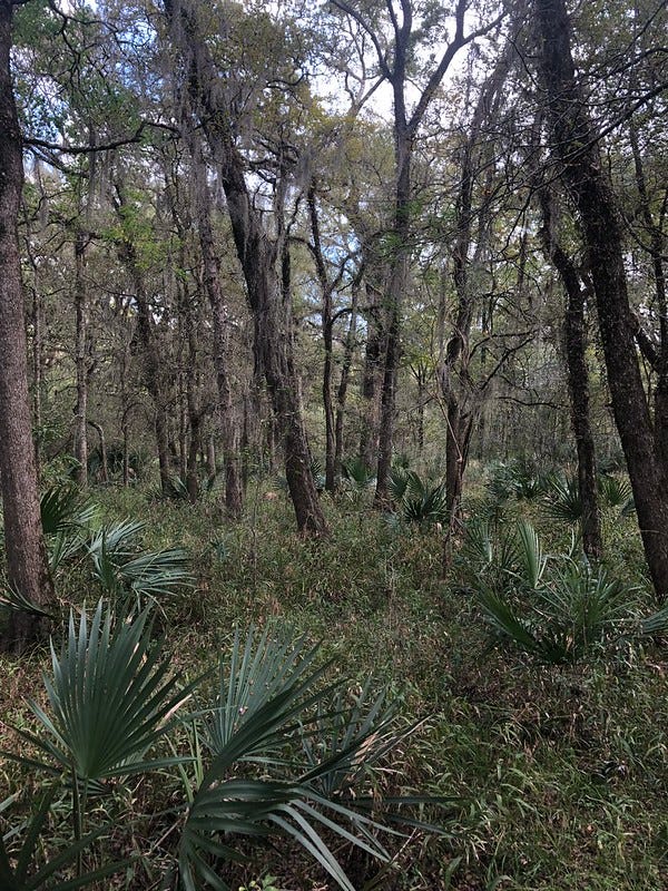 Just say "No" to a pipeline at Lake Creek Preserve