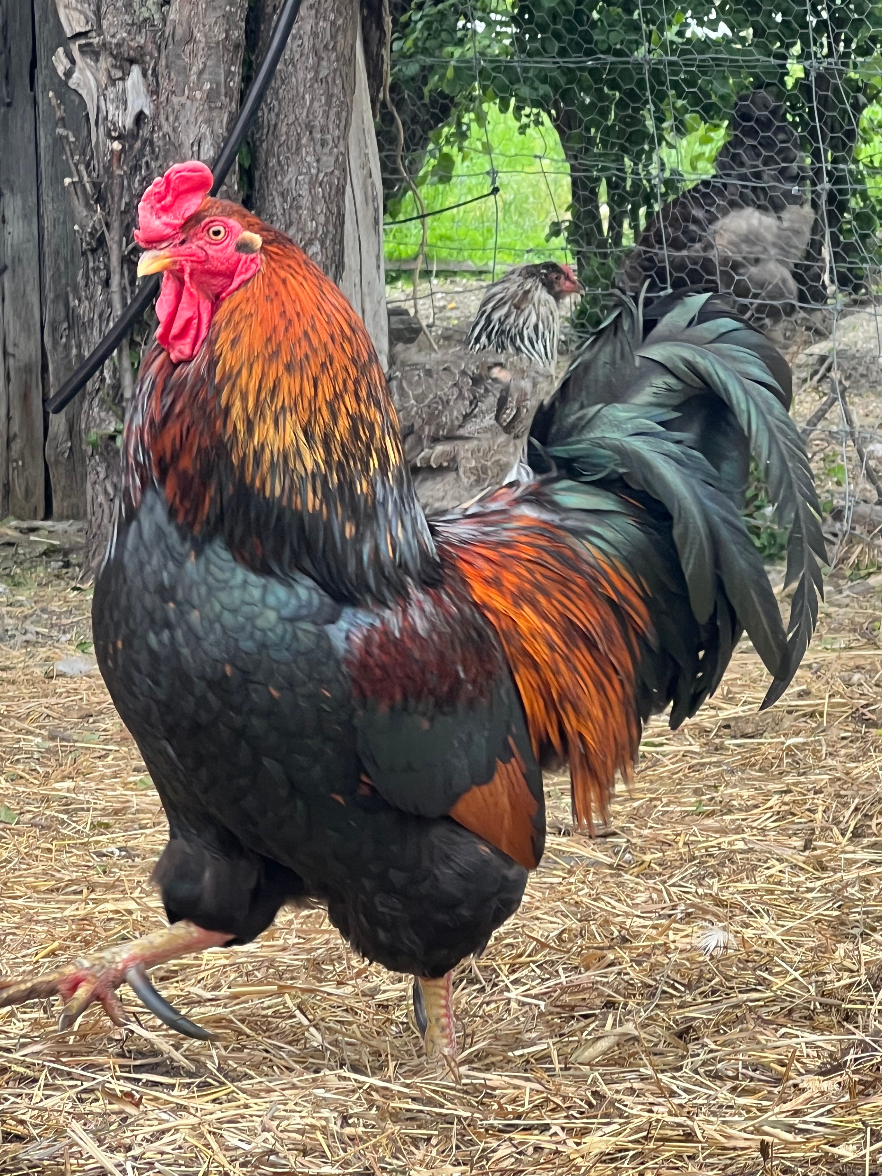 in my kitchen, around the farm - by Tara