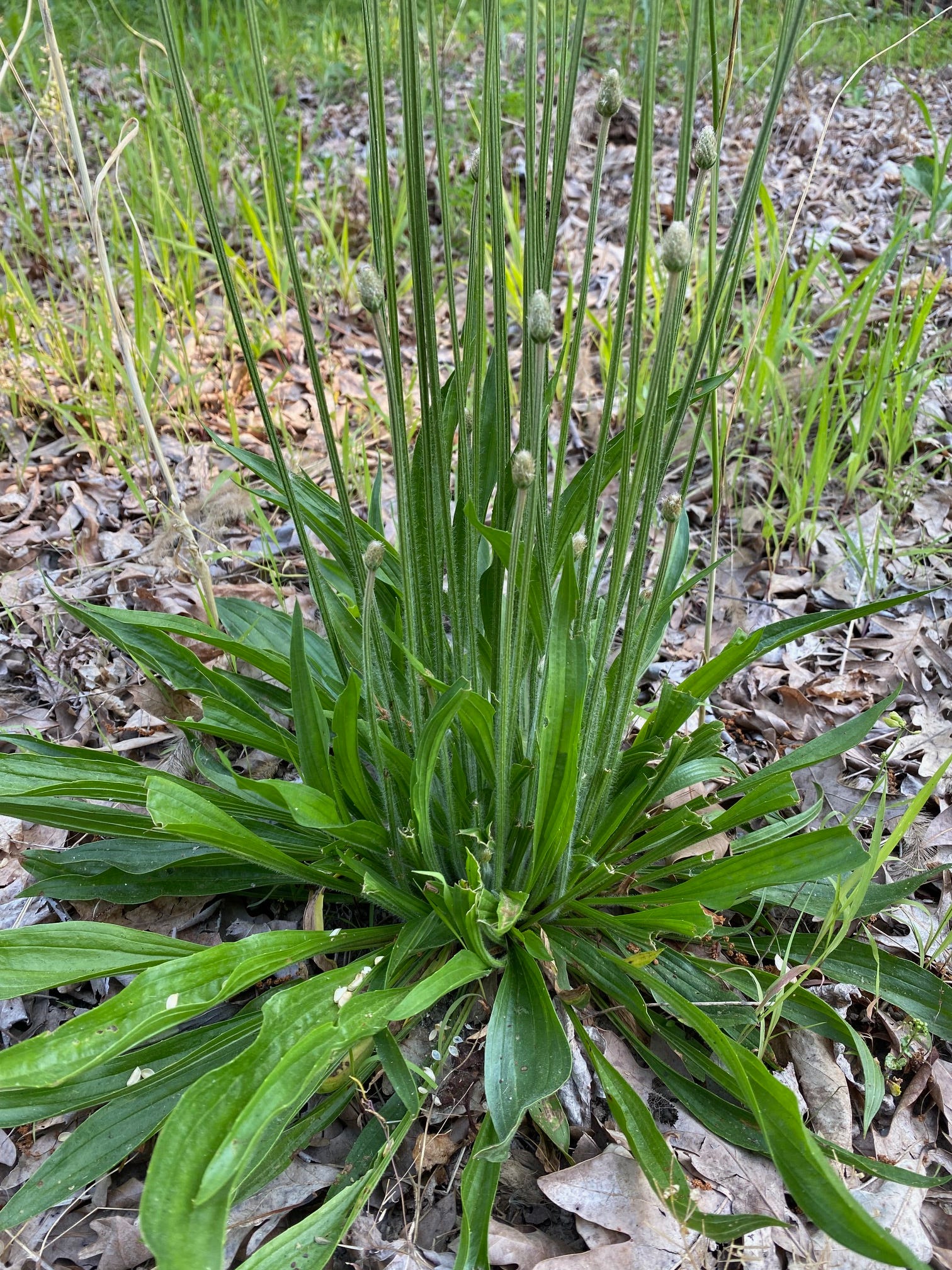 The Plantains 1 - by weedom1 - weedom